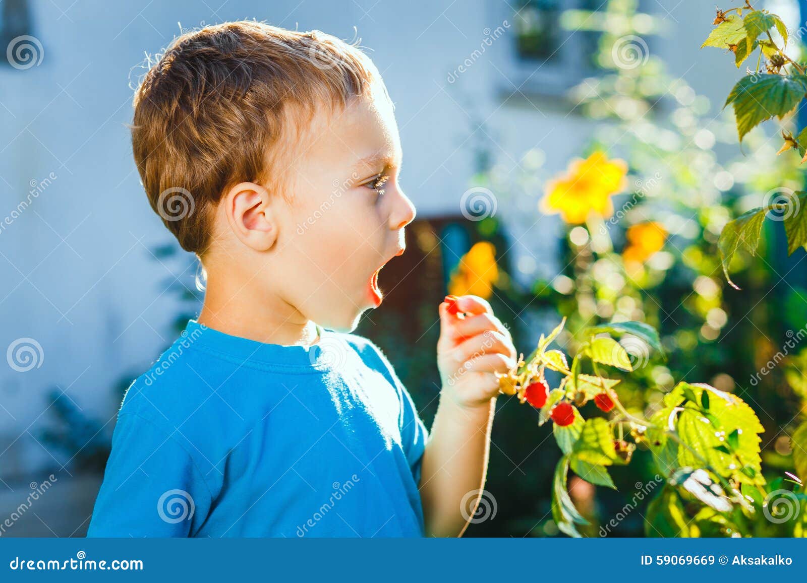 Adorable Small Boy Eats Raspberries Stock Image - Image of enjoying ...