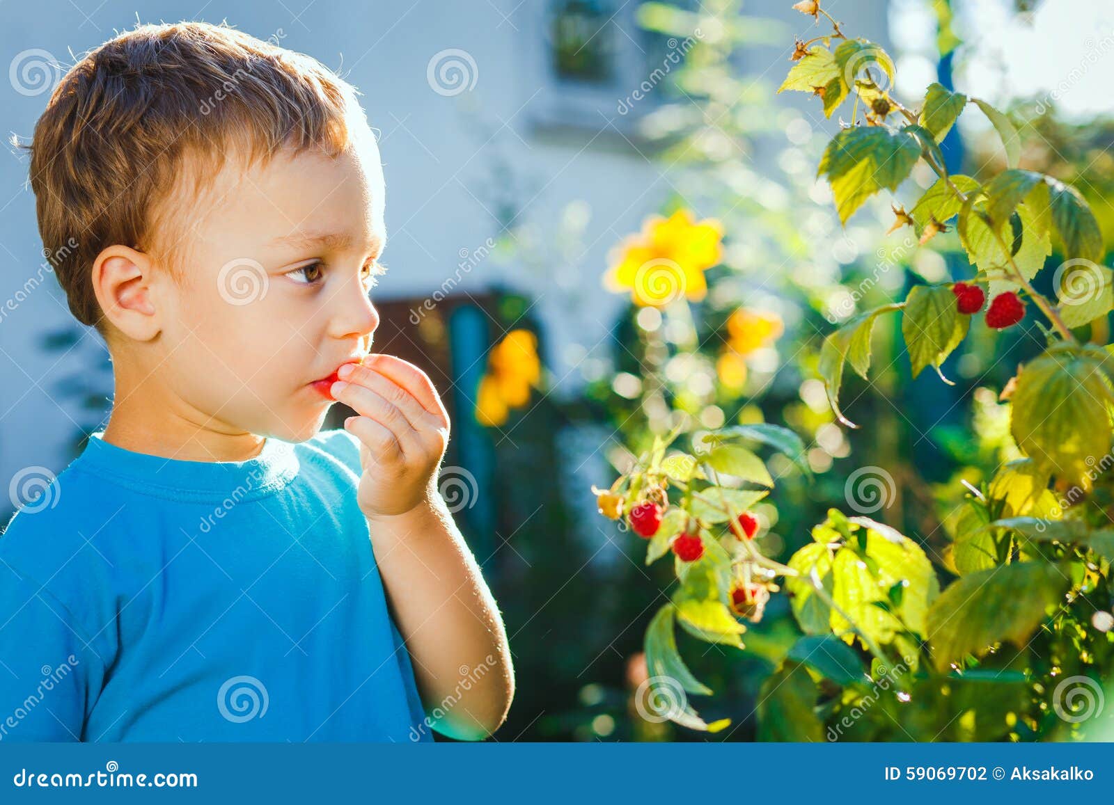 Adorable Small Boy Eats Raspberries Stock Photo - Image of fruit ...