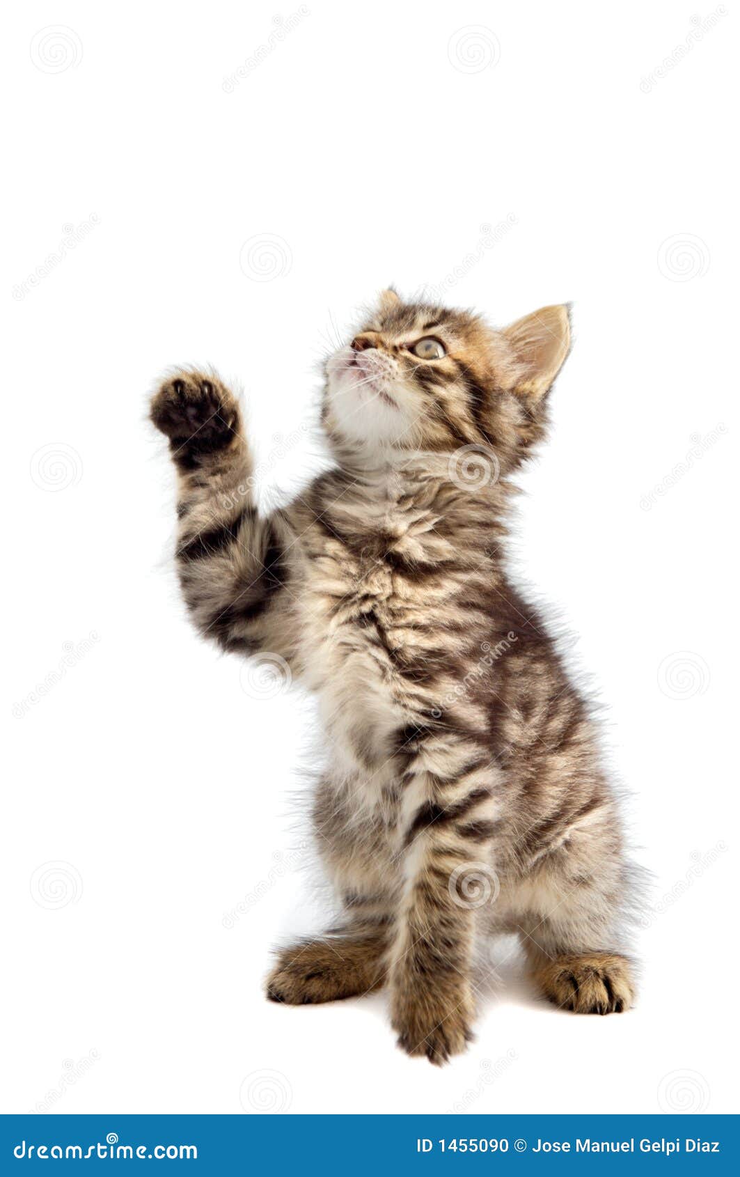 Adorable Small Cat on White Bottom Stock Photo - Image of enjoying ...
