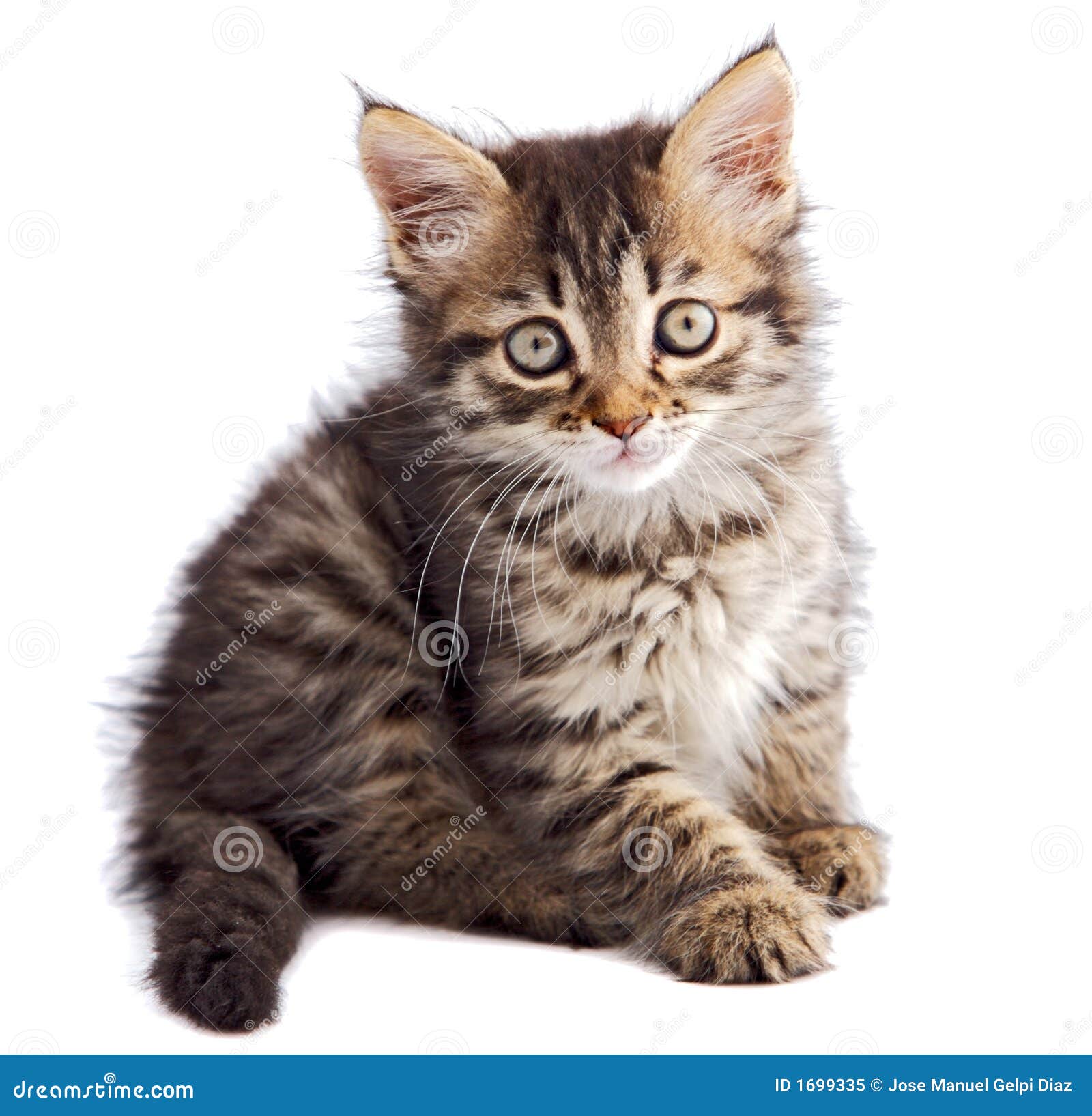 Adorable Small Cat on White Bottom Stock Image - Image of paws, white ...