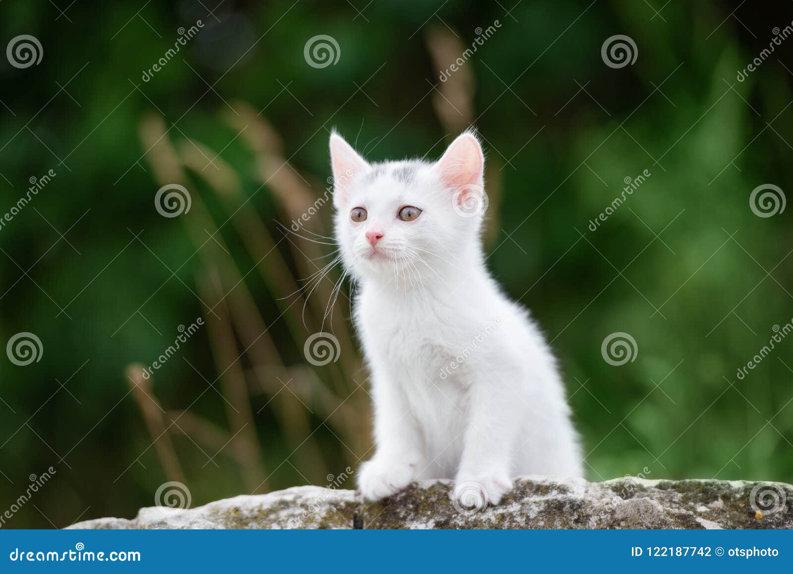 Adorable Small Kitten Posing Outdoors in Summer Stock Photo - Image of ...