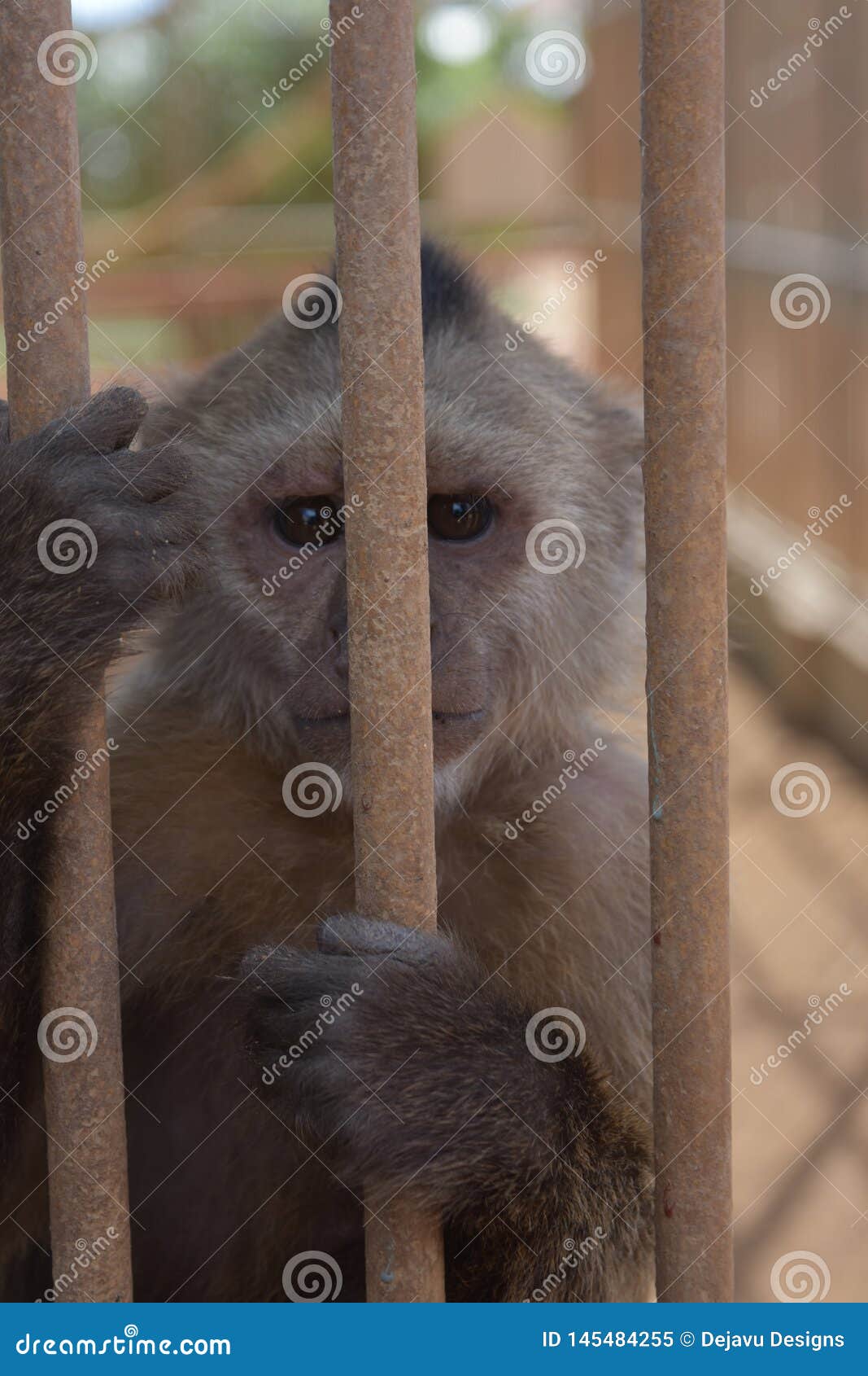 Adorable Small Monkey Peering Out of a Cage Stock Image - Image of jail ...