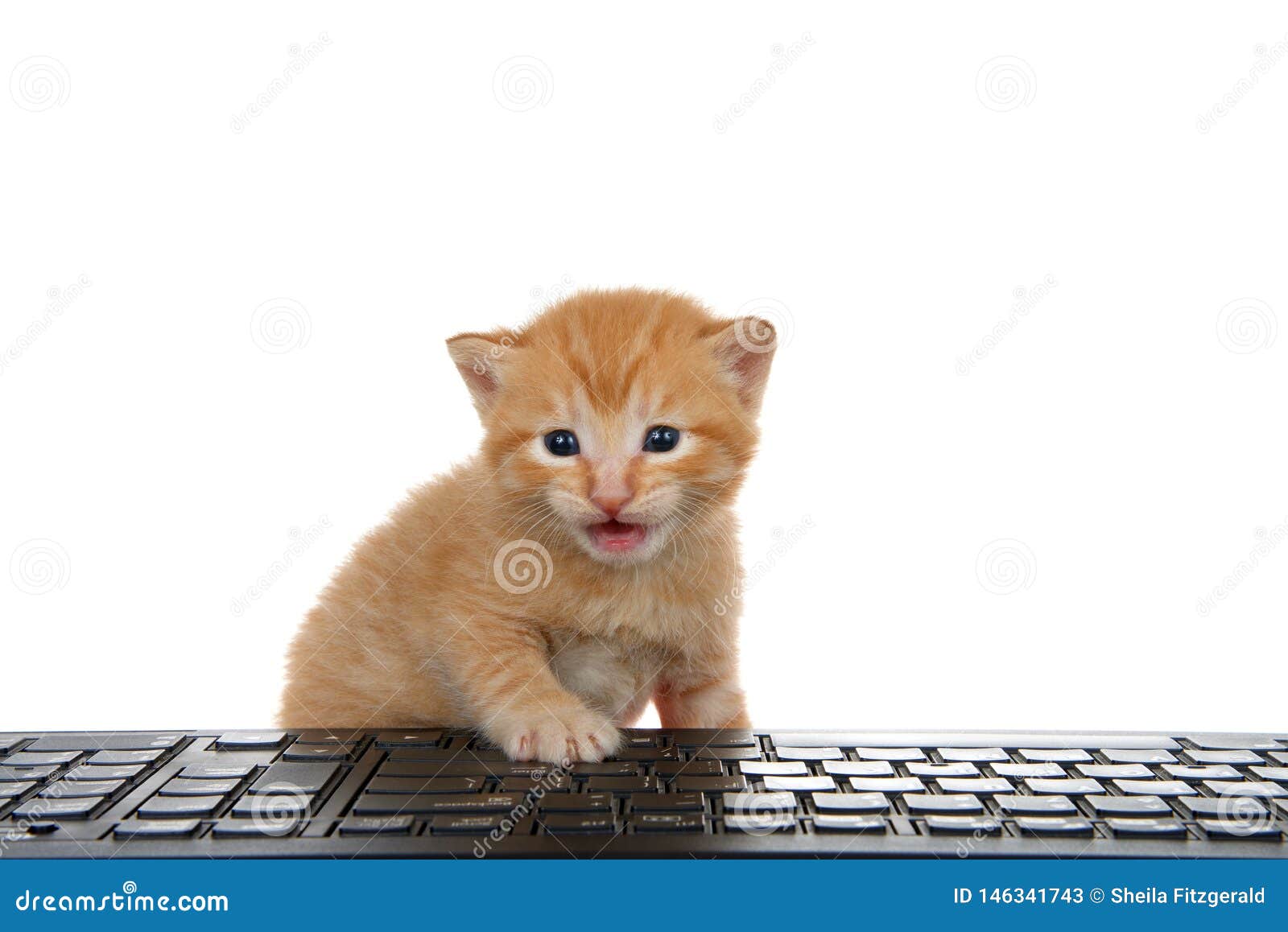Orange Ginger Tabby Kitten at Computer Keyboard Isolated Stock Image ...