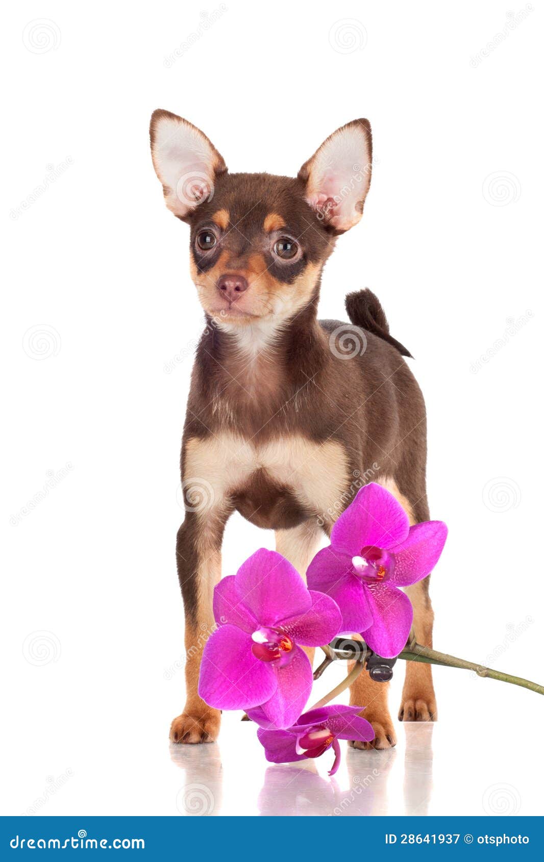 Adorable Small Puppy with an Orchid Flower Stock Image - Image of ...