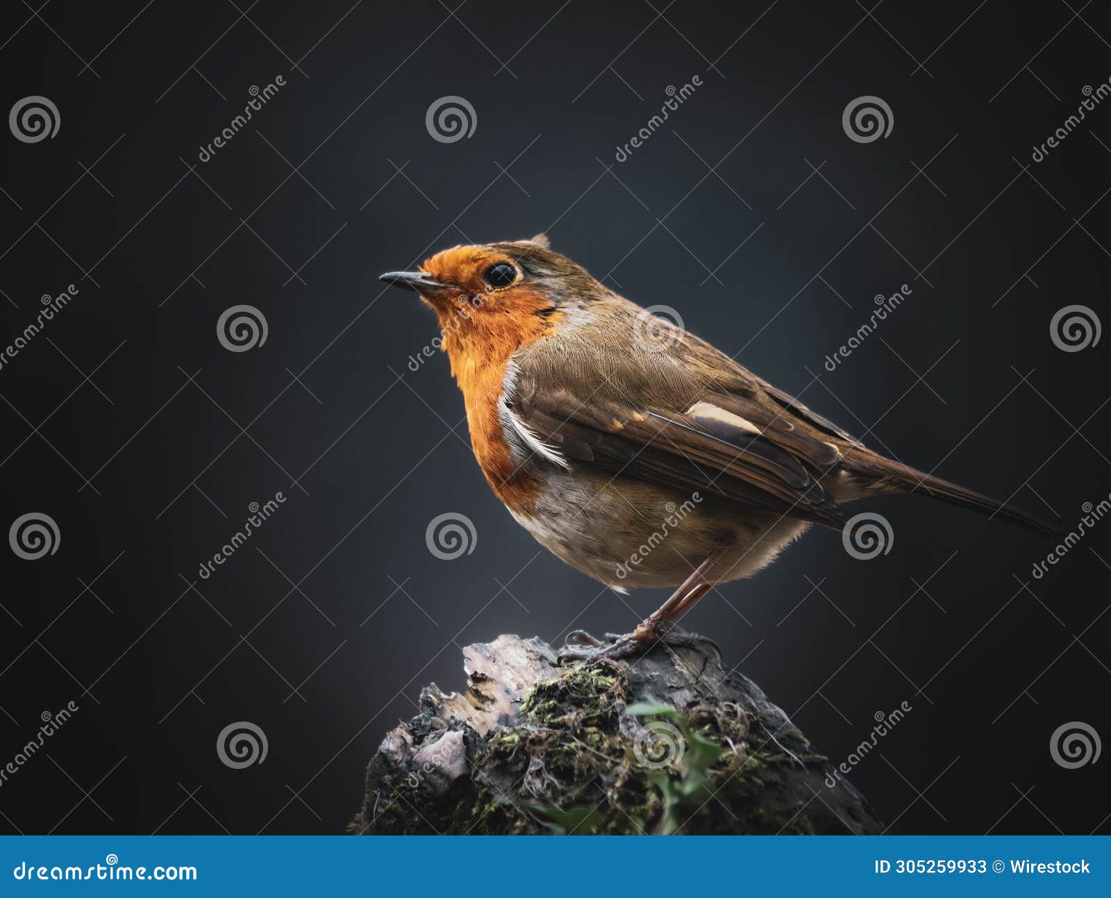 Adorable Small Robin Bird Resting on the Mossy Surface on the Blurry ...