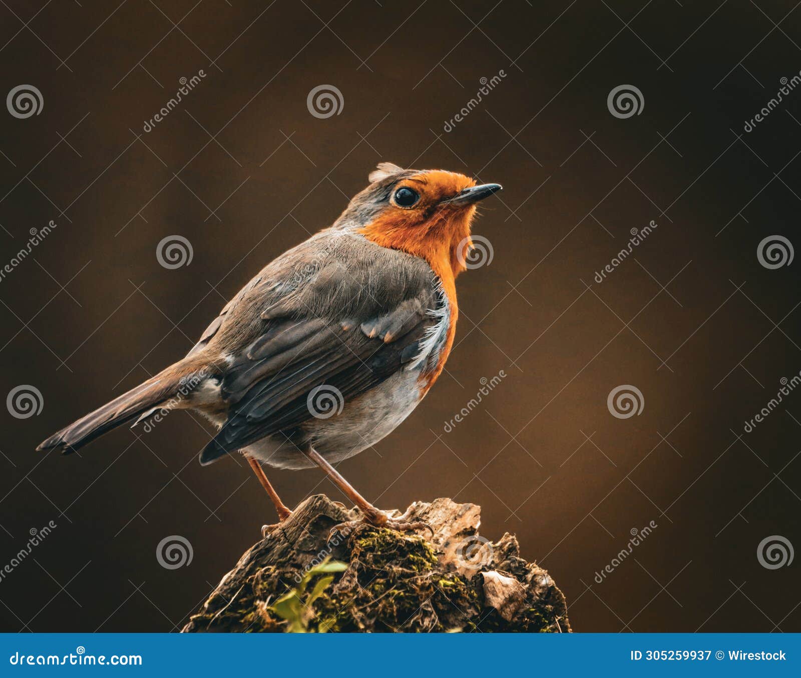 Adorable Small Robin Bird Resting on the Mossy Surface on the Blurry ...