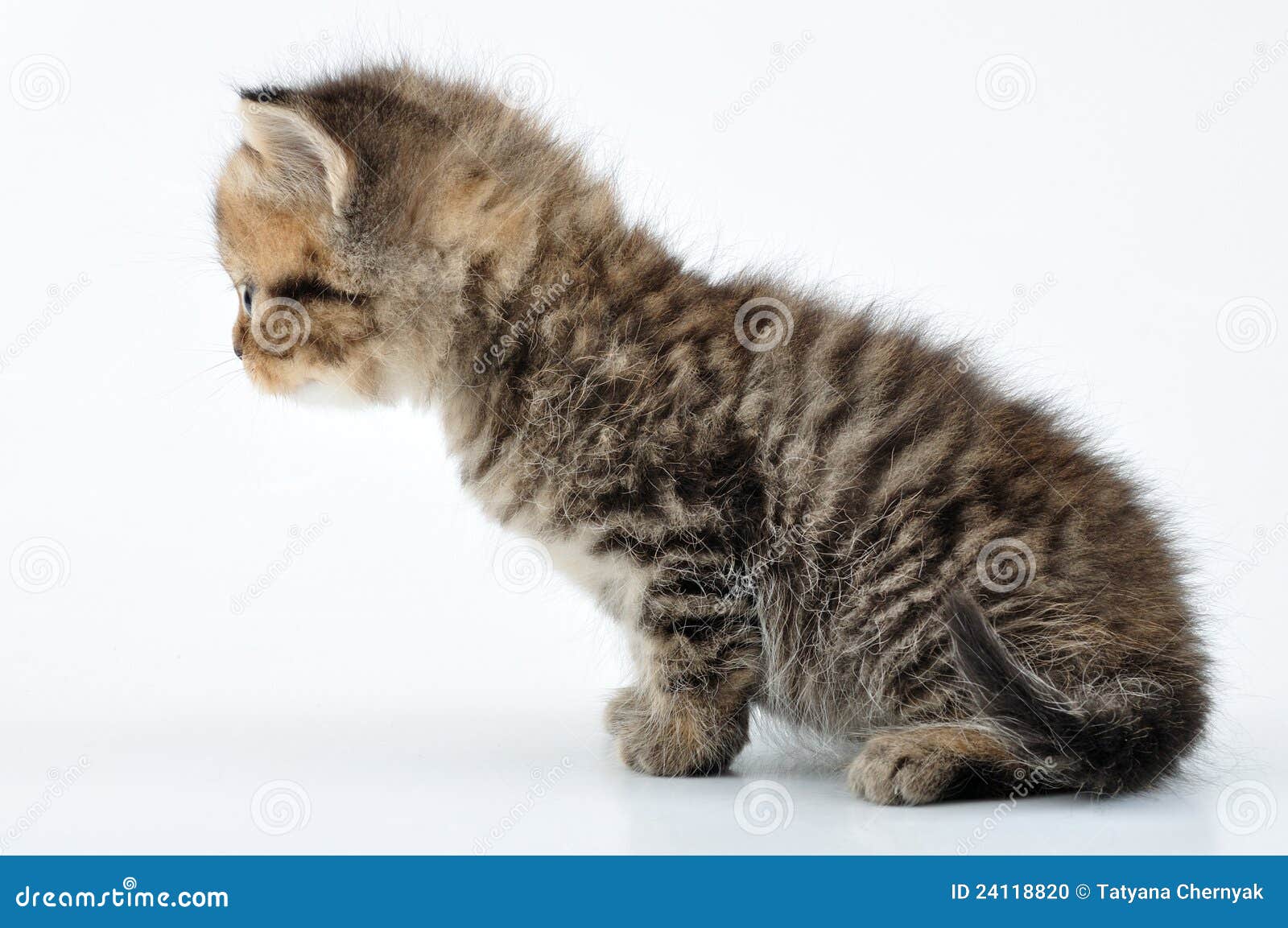 Adorable Small Tabby Kitten Stock Photo - Image of feline, kitten: 24118820