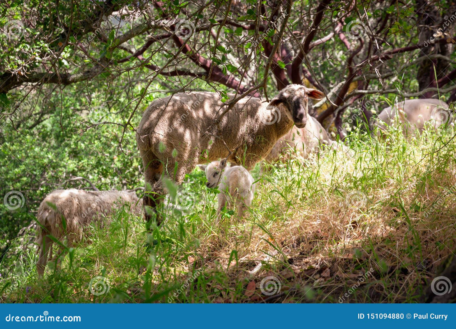 Adorable Spring Lamb & Mother Stock Photo - Image of springtime, wool ...