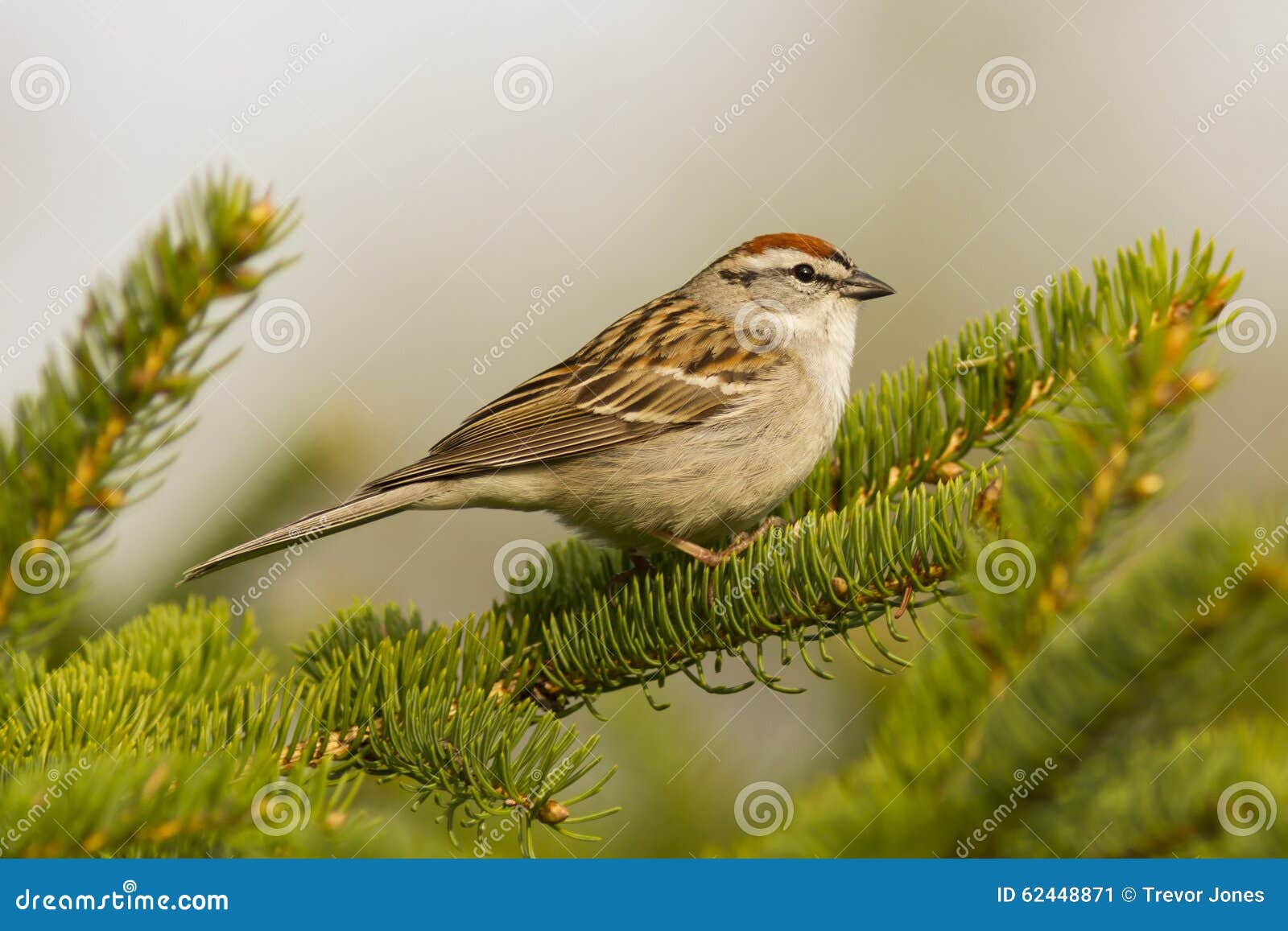 Adorable Spring Songbird Perched on a Pine Tree Stock Image - Image of ...