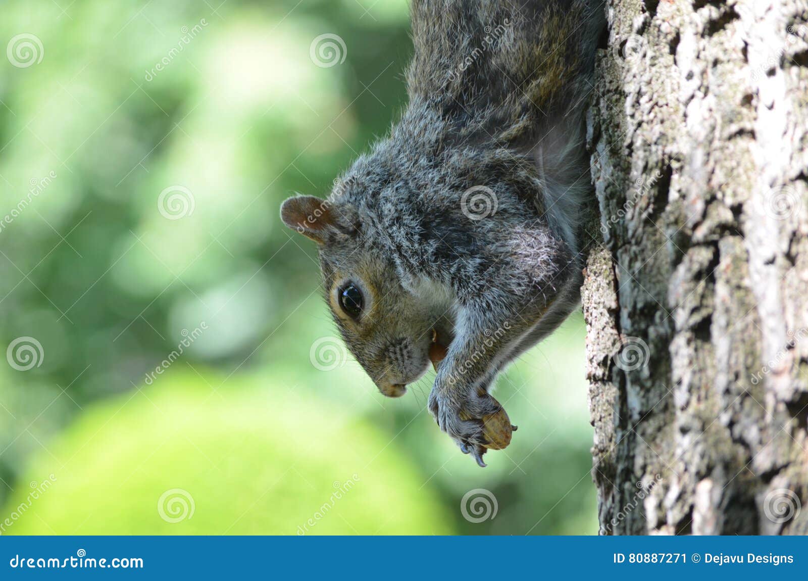 Adorable Squirrel Climbing Down a Tree Stock Image - Image of humor ...