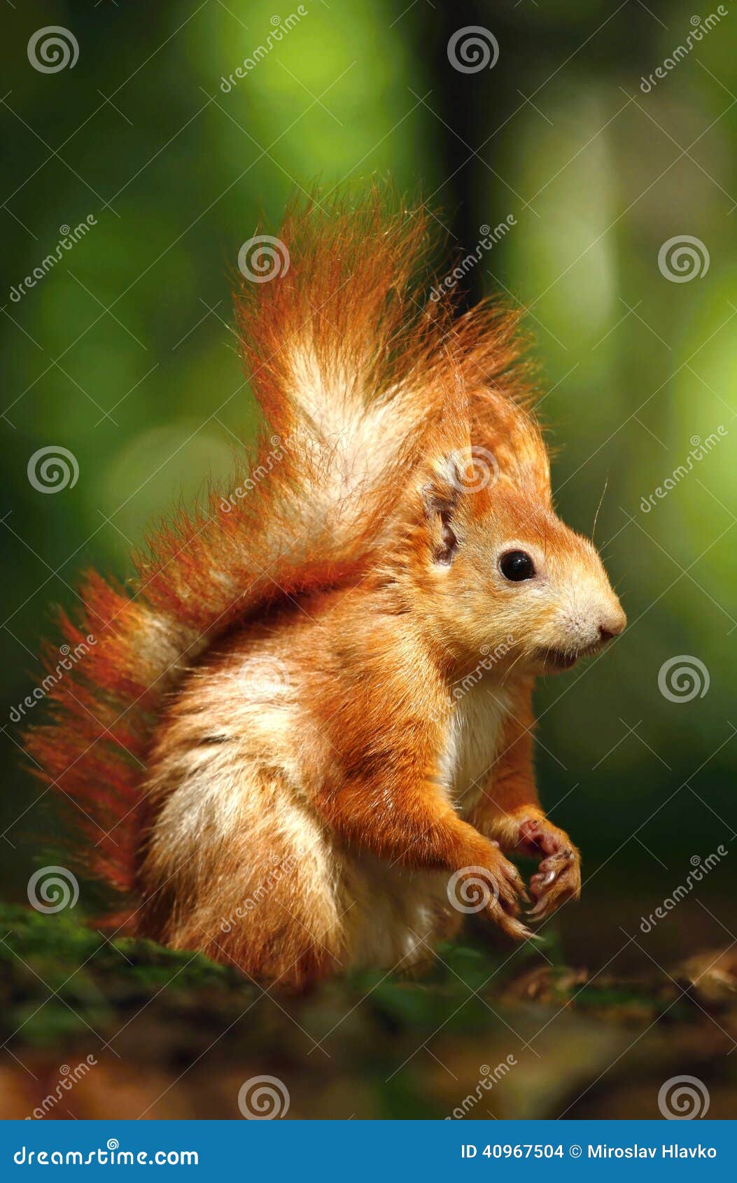 Adorable squirrel stock photo. Image of mammal, rodent - 40967504