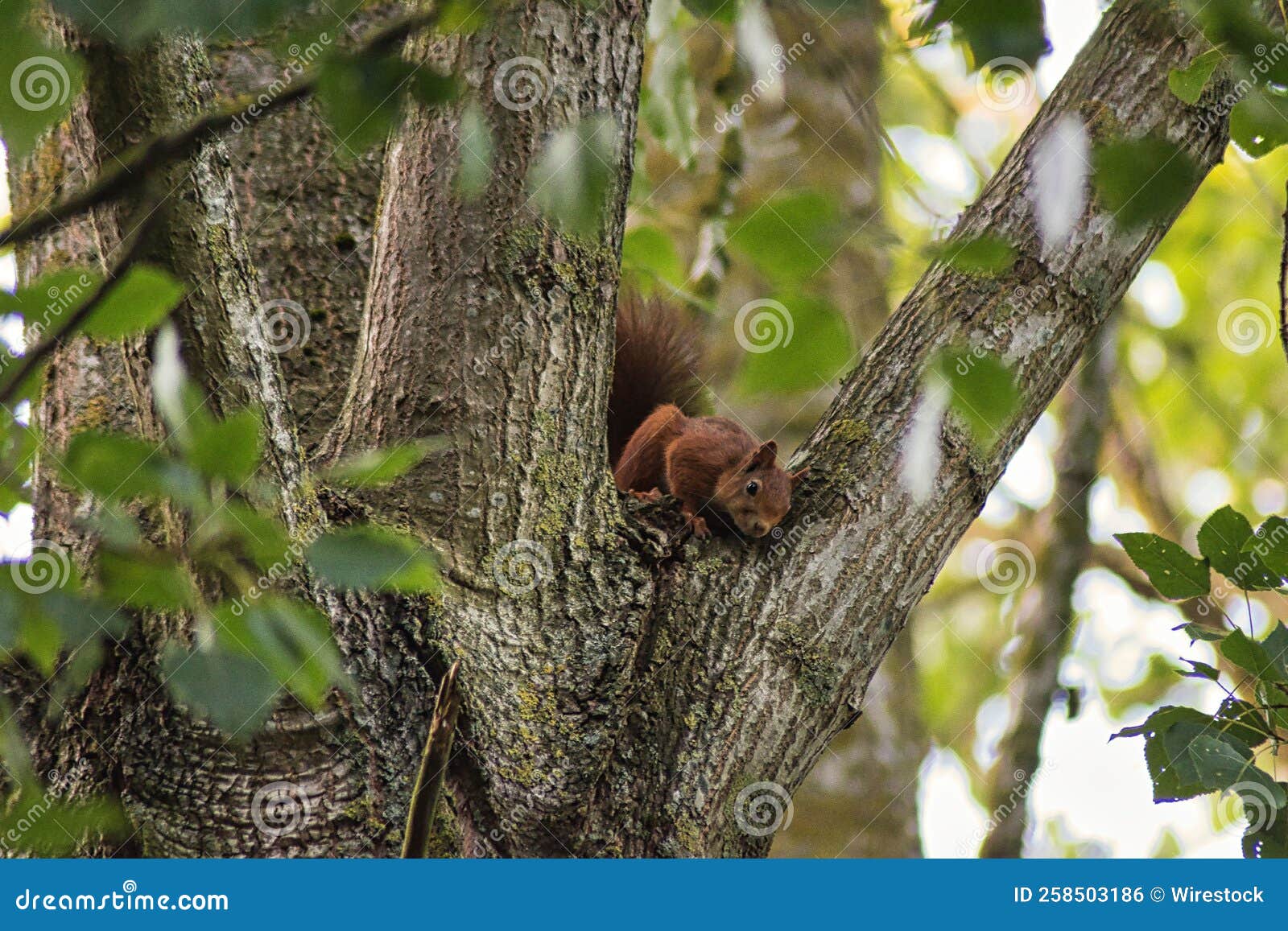 Adorable Squirrel Looking Down from a Tree Stock Photo - Image of ...