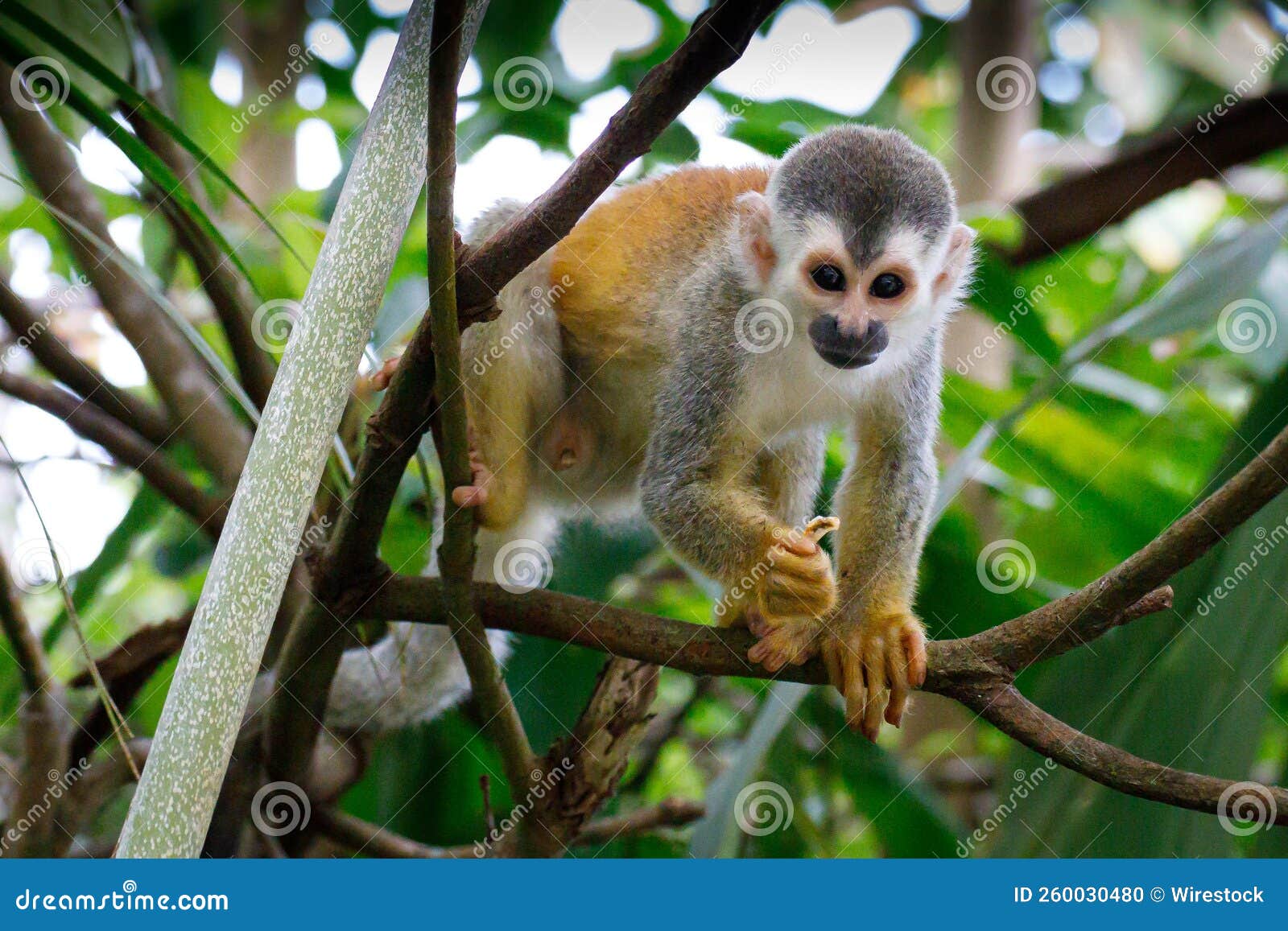 Adorable Squirrel Monkey on Tree Branches in the Zoo Stock Photo - Image of tree, animal: 260030480