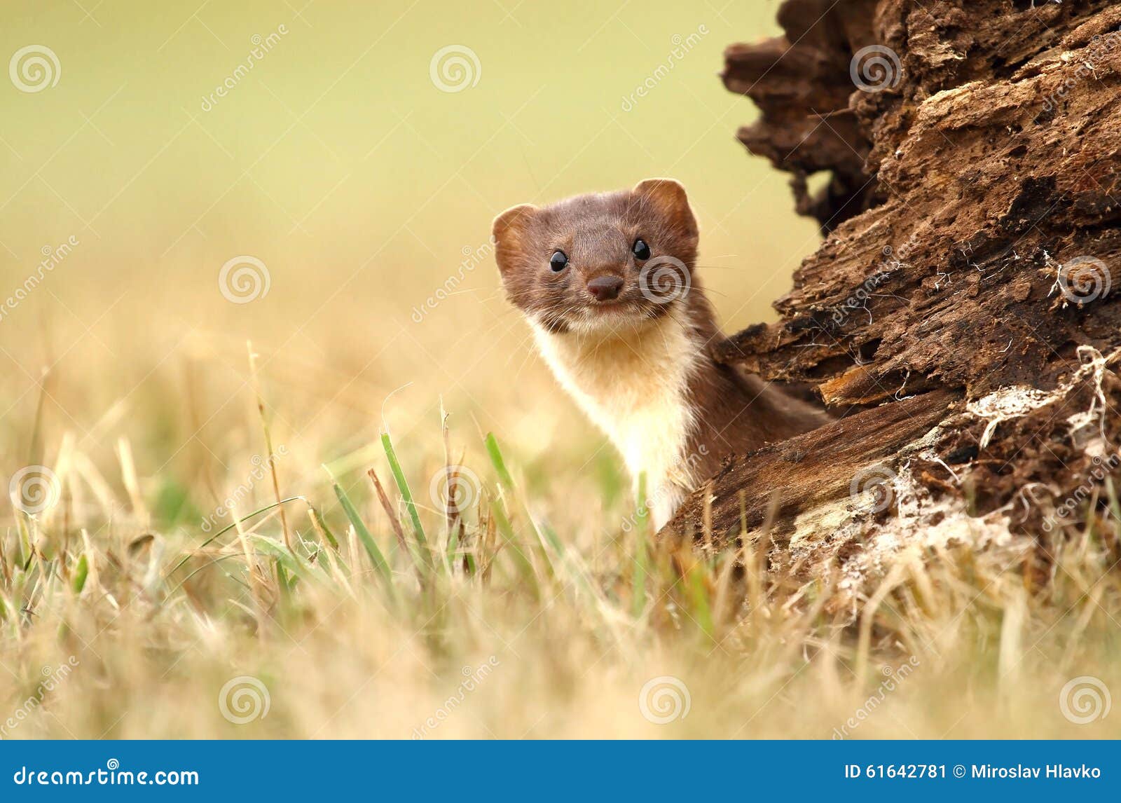 Adorable stoat stock image. Image of mammal, predator - 61642781