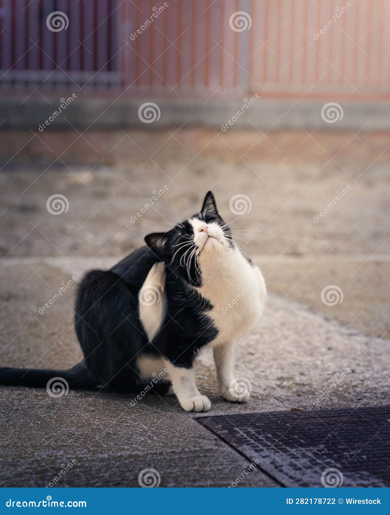 Adorable Striped Stray Cat in a Park Outdoors with a Blurry Background ...
