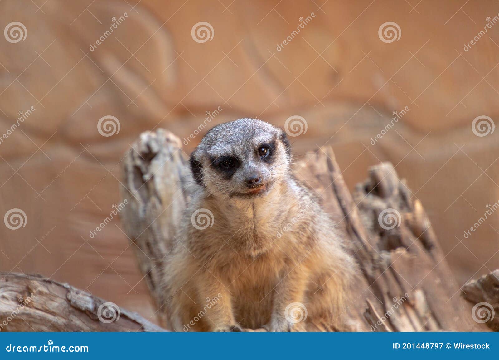 Adorable Suricate Looking Straight To a Camera Stock Image - Image of ...