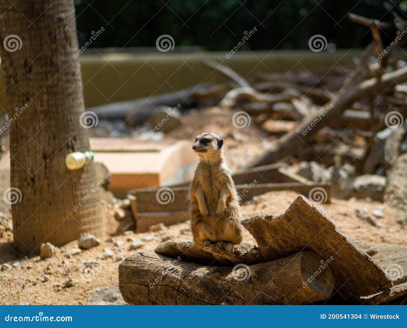 Adorable suricate in a zoo stock photo. Image of meerkat - 200541304