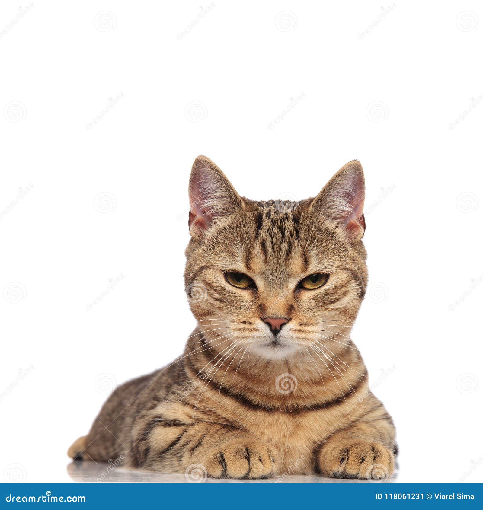Adorable Tabby British Fold Cat Lying And Looking Grumpy Stock Image ...