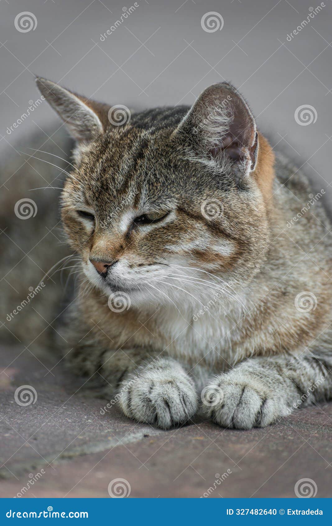 Adorable Tabby Cat Posing for the Camera. Stock Photo - Image of kitty ...