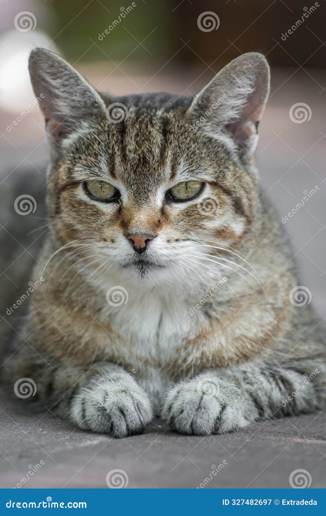 Adorable Tabby Cat Posing for the Camera. Stock Image - Image of street ...