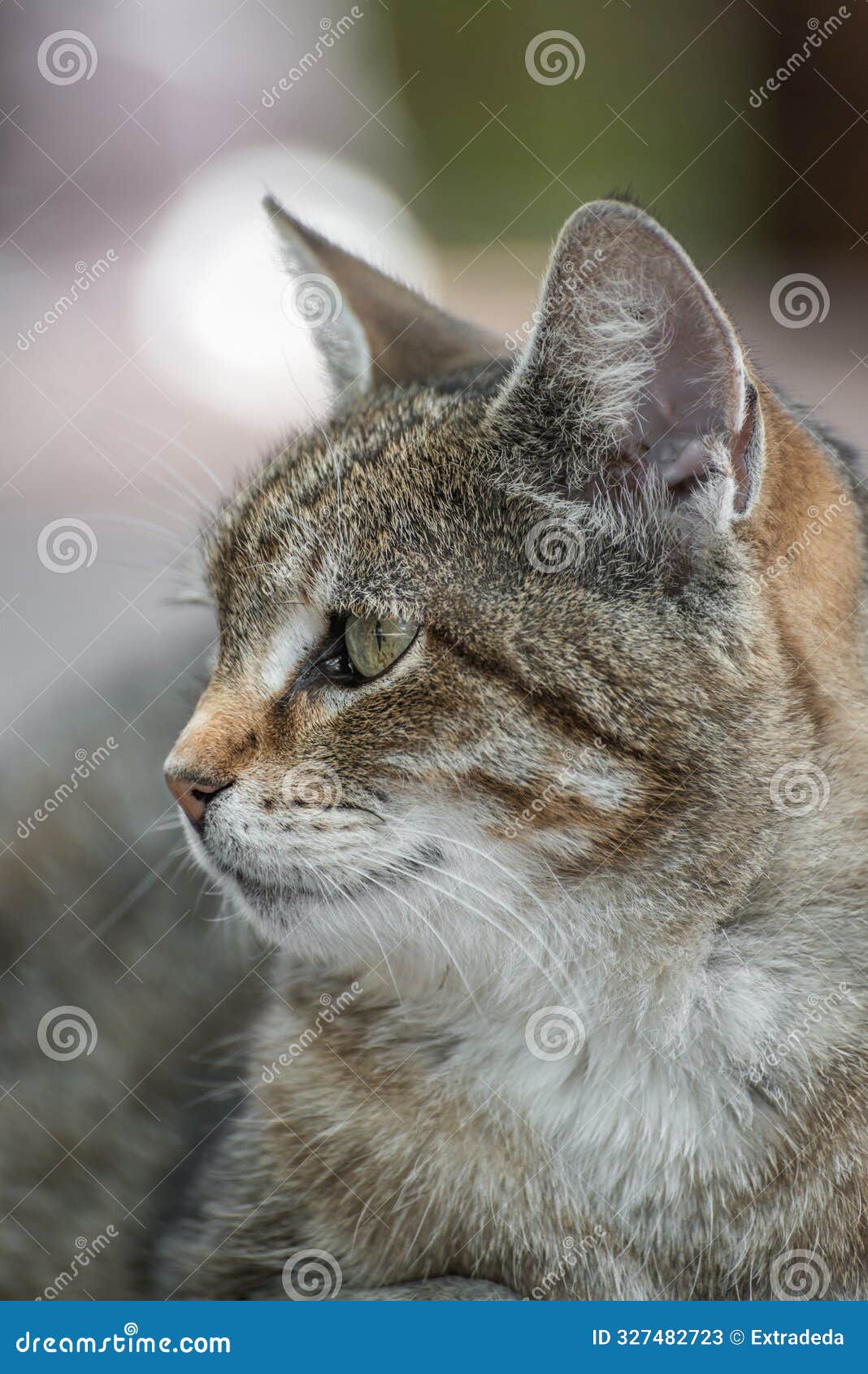 Adorable Tabby Cat Posing for the Camera. Stock Image - Image of young ...