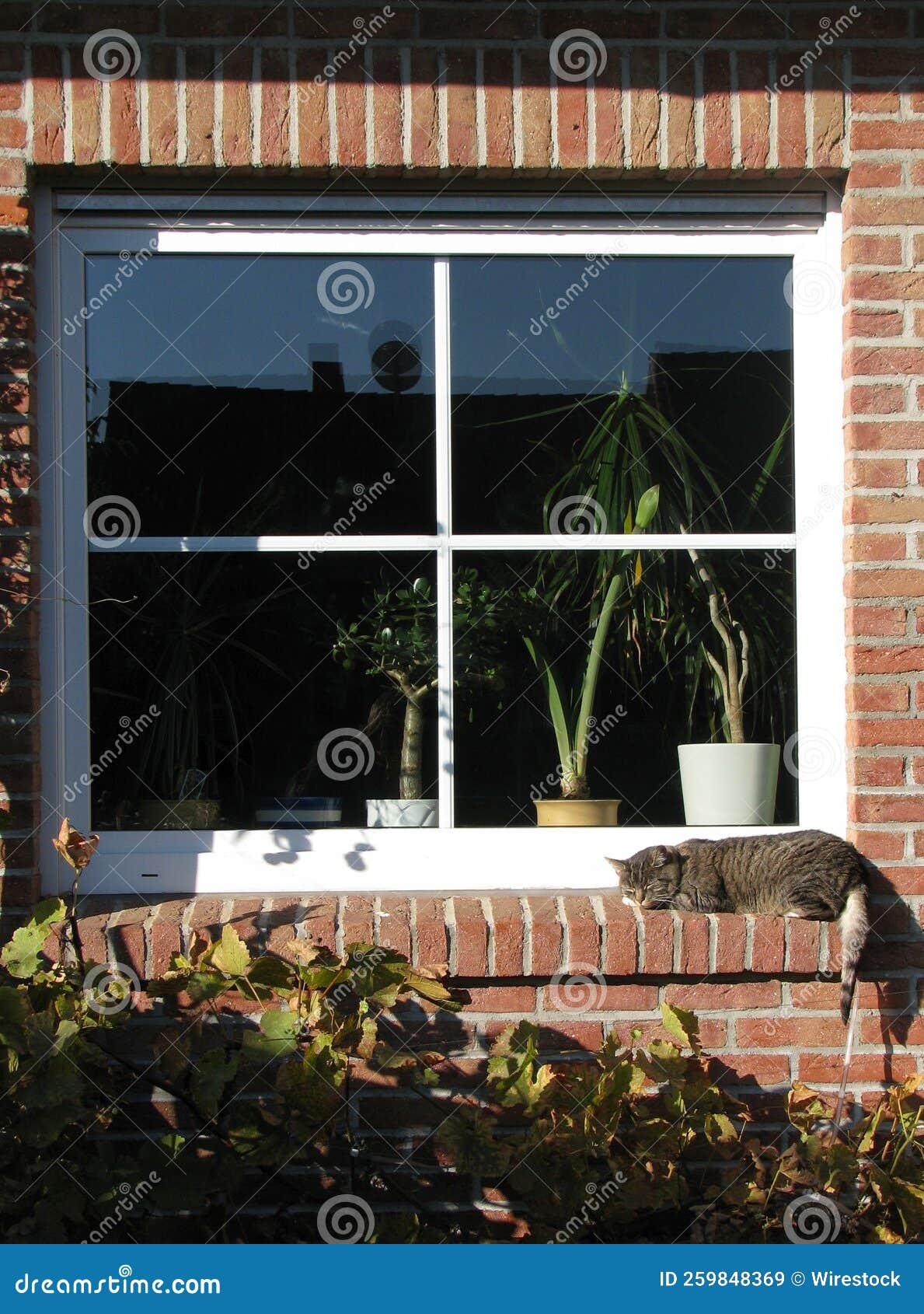 Adorable Tabby Cat Sleeping on the Windowsill Outdoors in the Warm ...