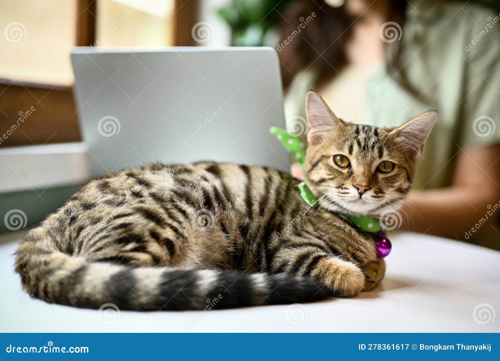 An Adorable Tabby Cat on a Table while Her Owner is Working on a Laptop ...