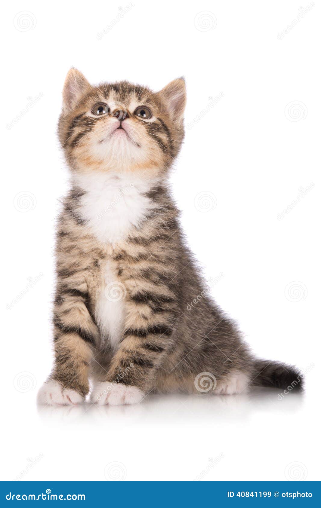 Adorable tabby kitten stock image. Image of curious, portrait - 40841199