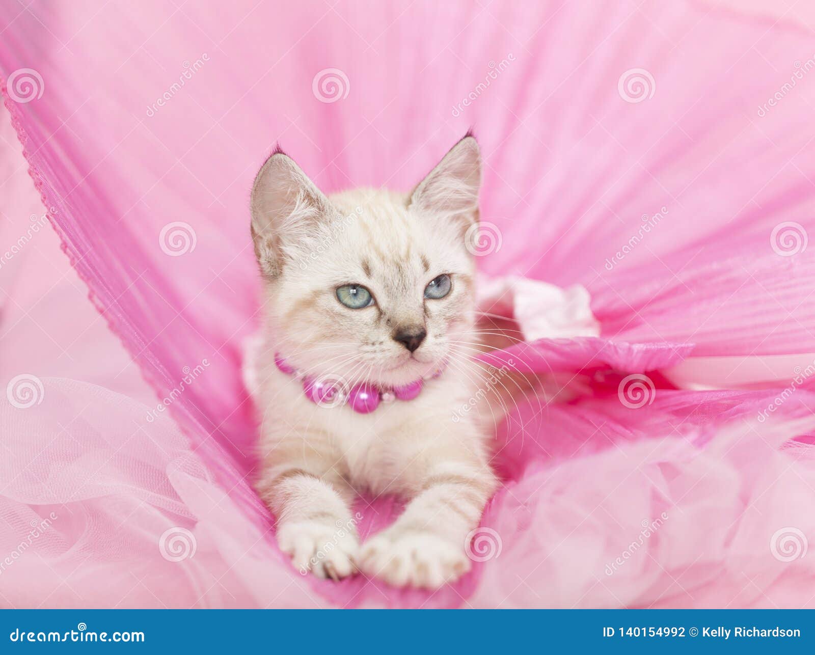 Adorable White Siamese Kitten with Pink Background Stock Photo - Image ...