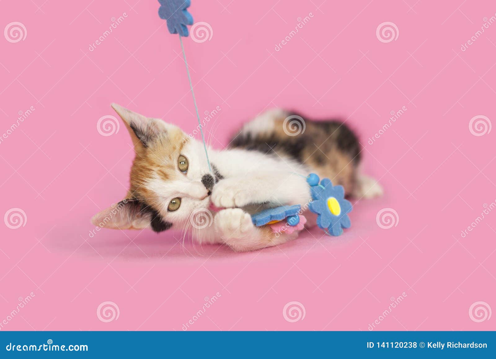 Calico Kitten Playing with Spring Flower Decoration Stock Photo - Image ...
