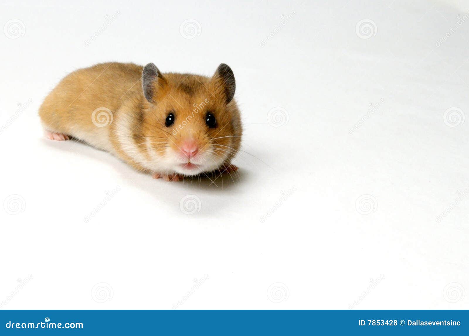 An Adorable Teddy Bear Hamster Stock Photo - Image of looking, humorous ...