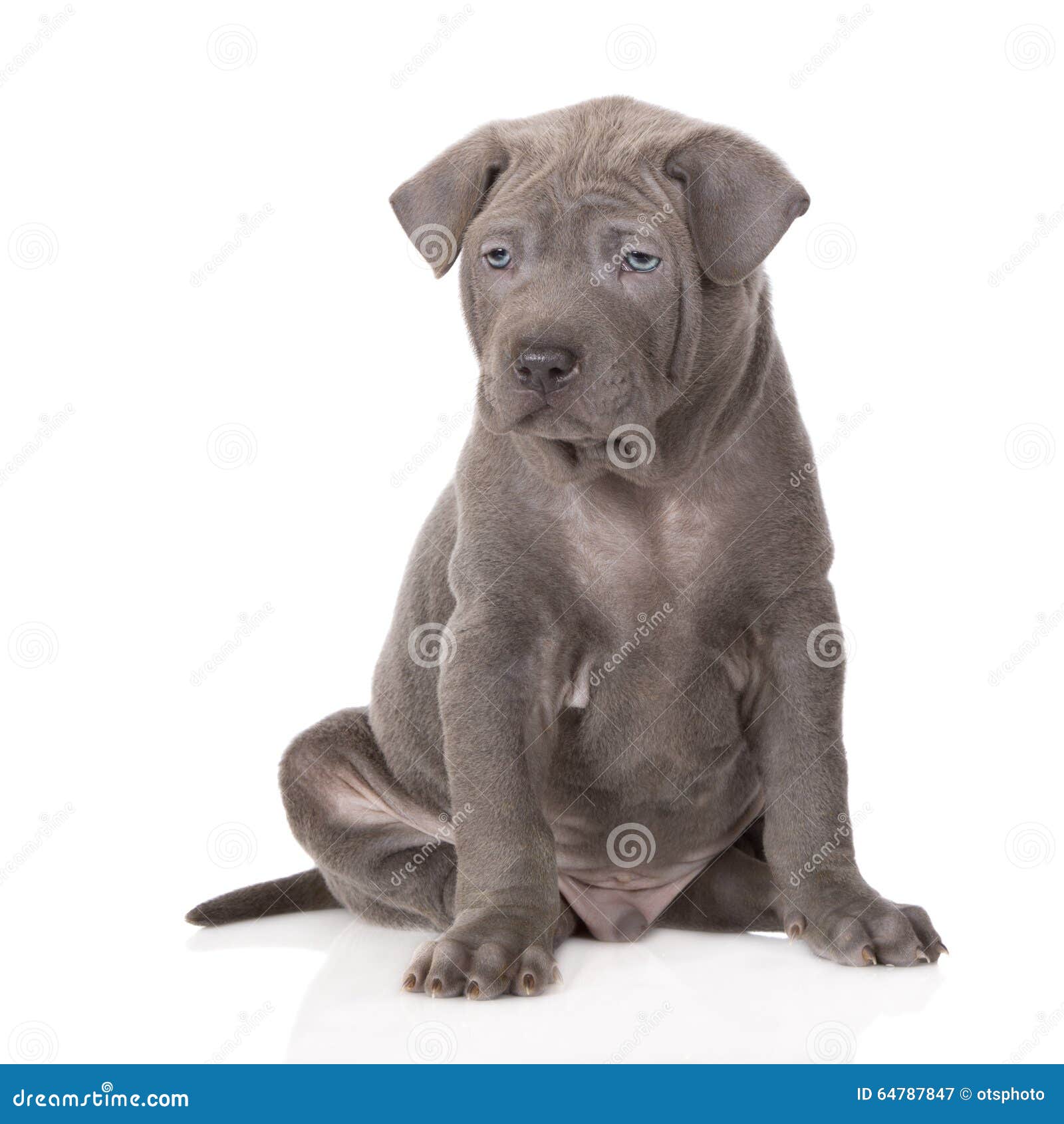 Adorable Thai Ridgeback Puppy on White Stock Image - Image of puppy ...