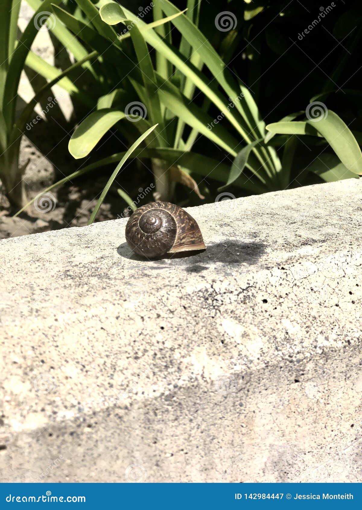 Snail Shell stock image. Image of snail, tiny, shell - 142984447