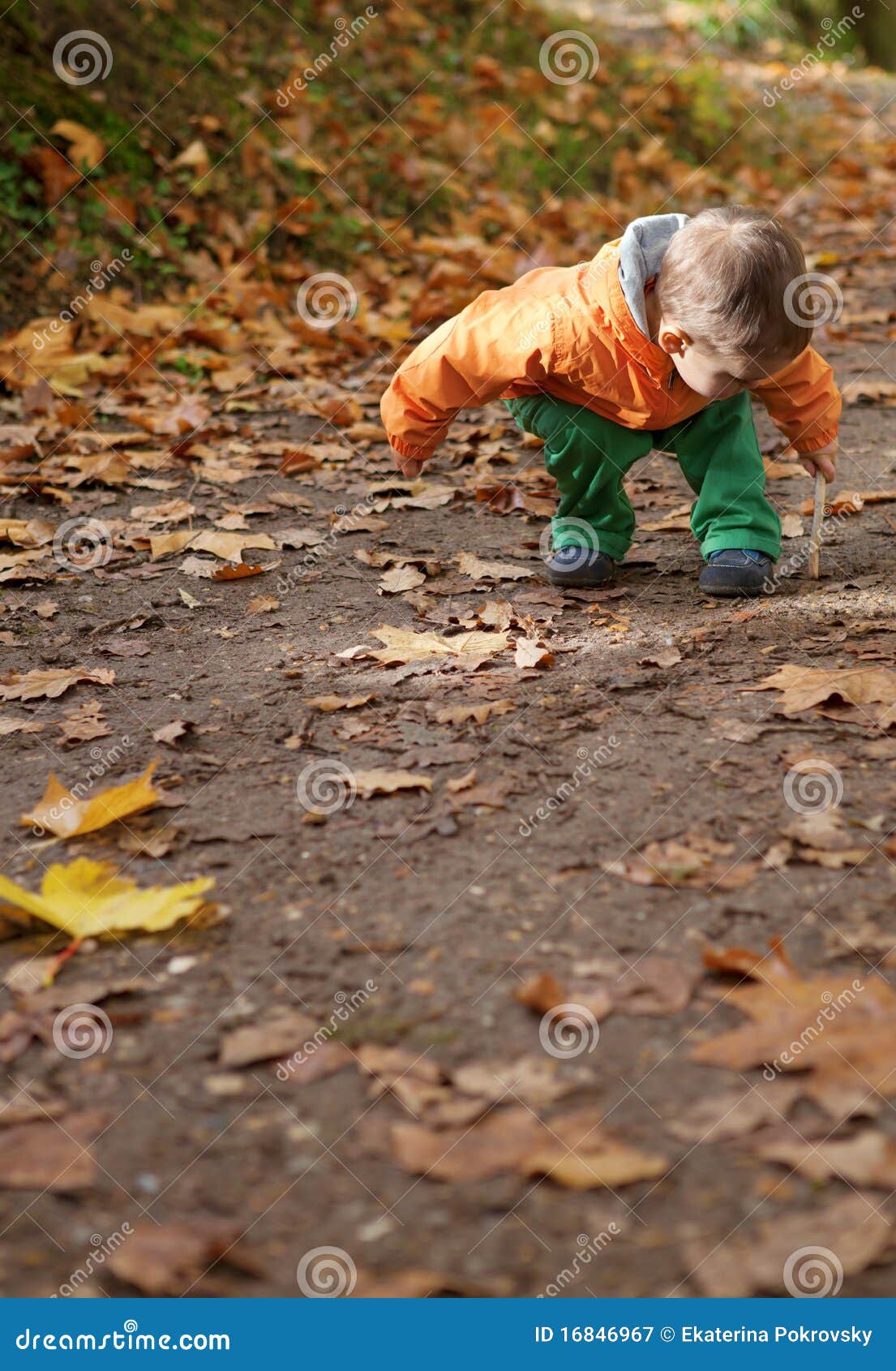 Adorable Toddler Boy at Fall Stock Image - Image of gather, season ...