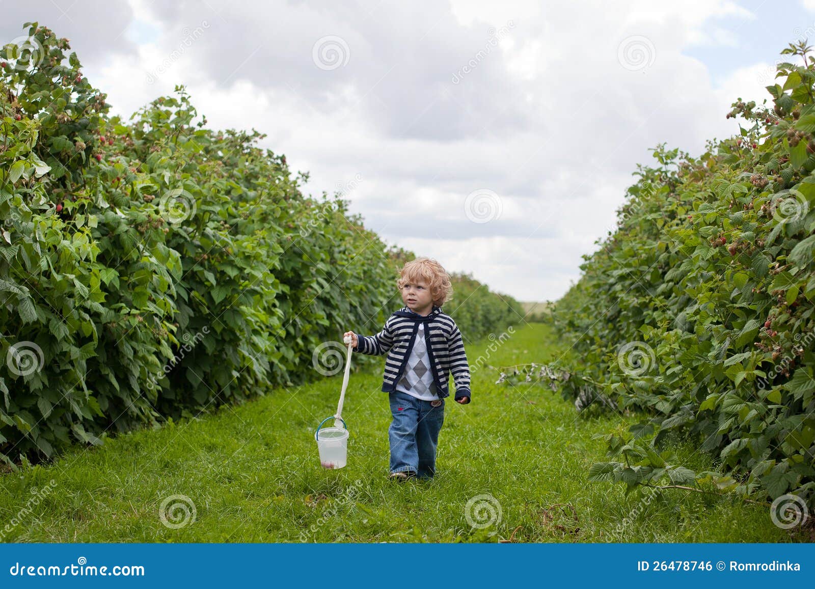 Adorable Toddler on Organic Raspberry Farm Stock Photo - Image of ...