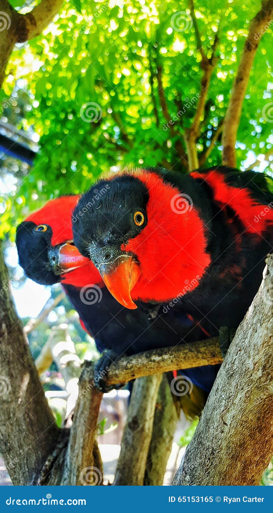 Adorable tropical birds stock image. Image of bird, together - 65153165