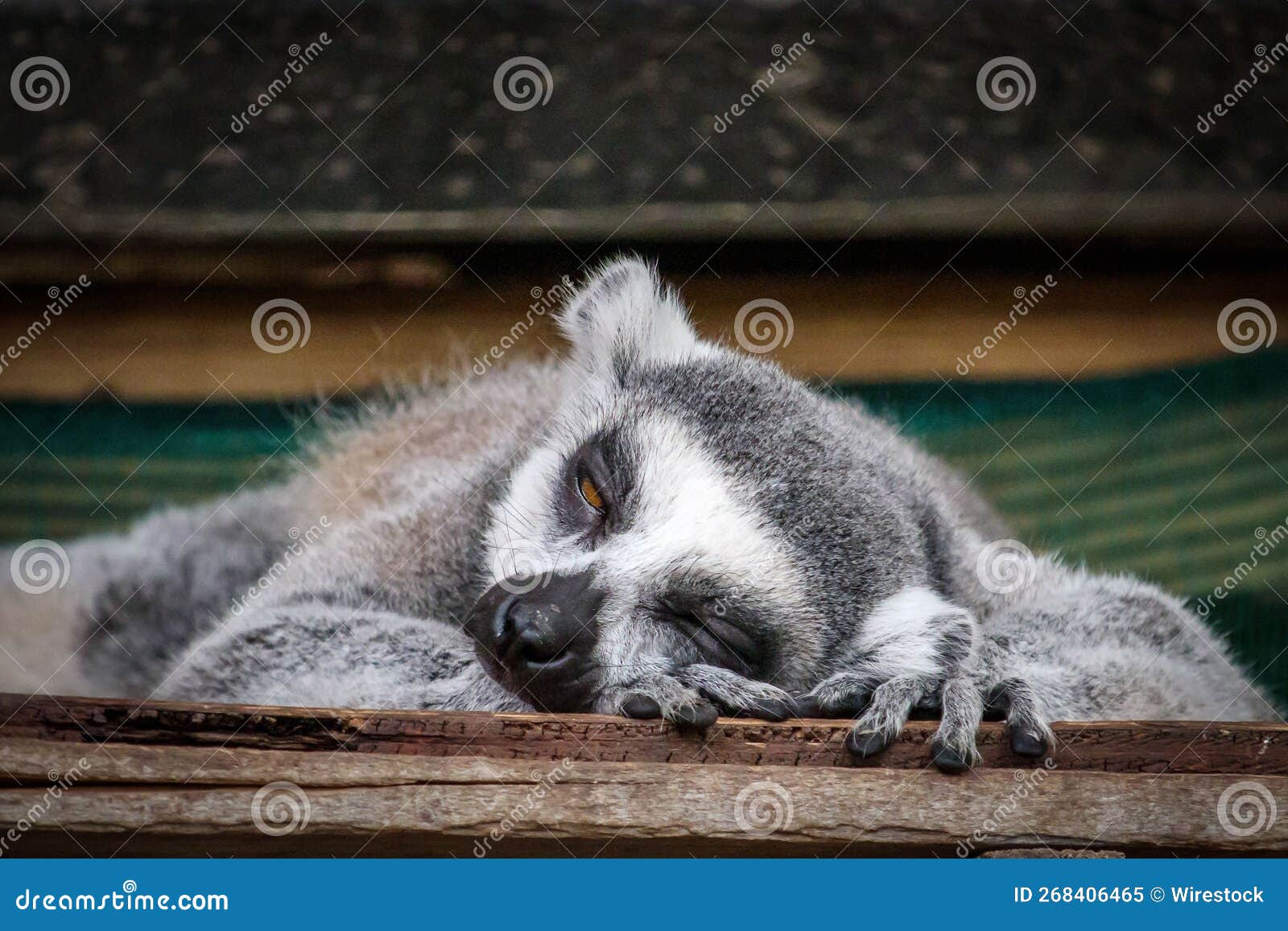 Adorable Closeup of a Lemur Sleeping Peacefully Captured in a Zoo Stock ...