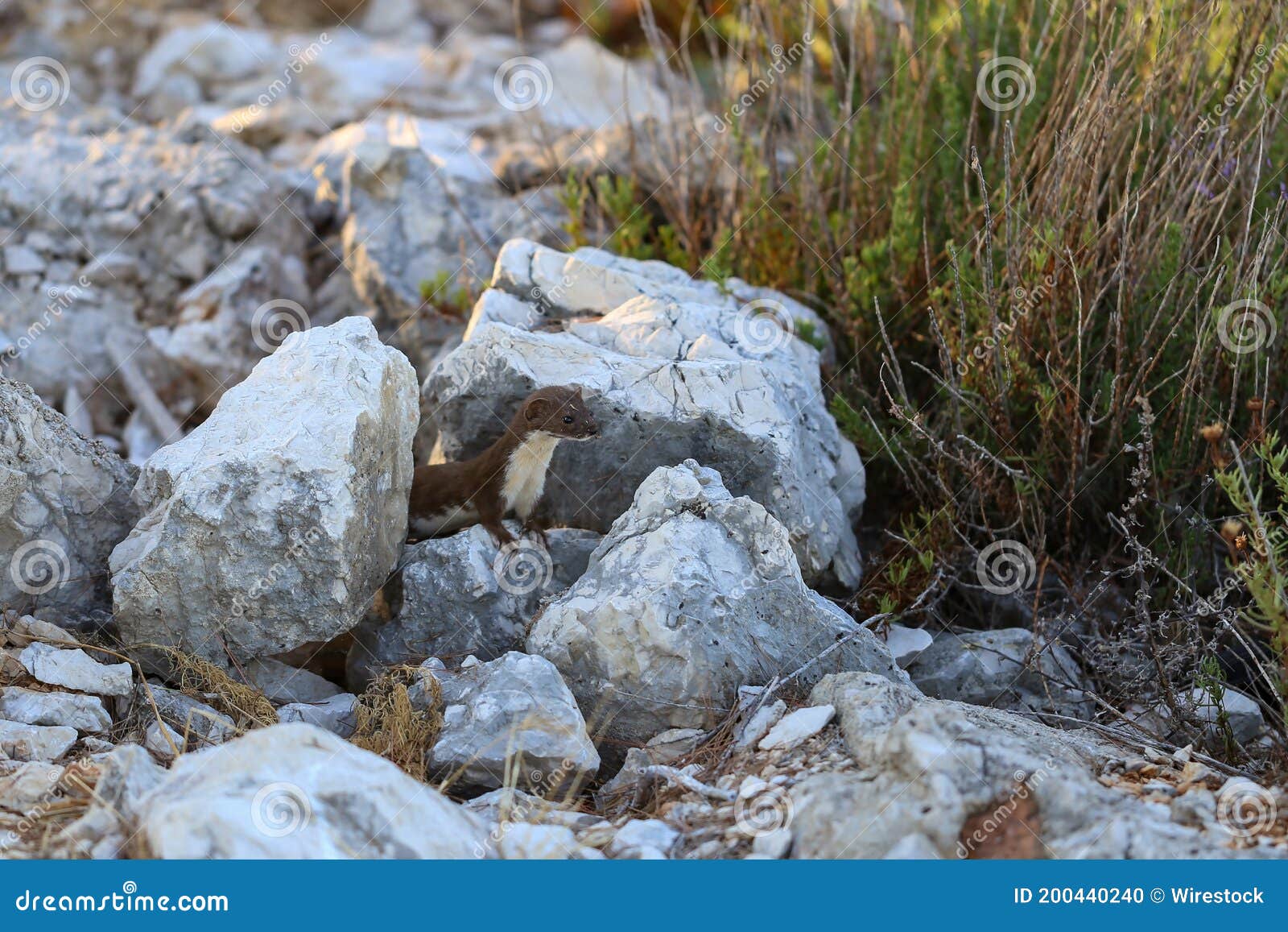 Adorable Weasel among Rocks Stock Photo - Image of wildlife, outdoors ...