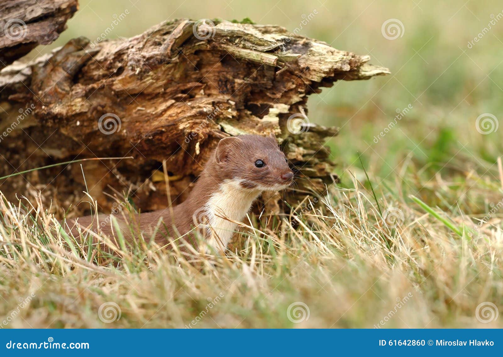 Adorable weasel stock photo. Image of cute, animal, stoat - 61642860