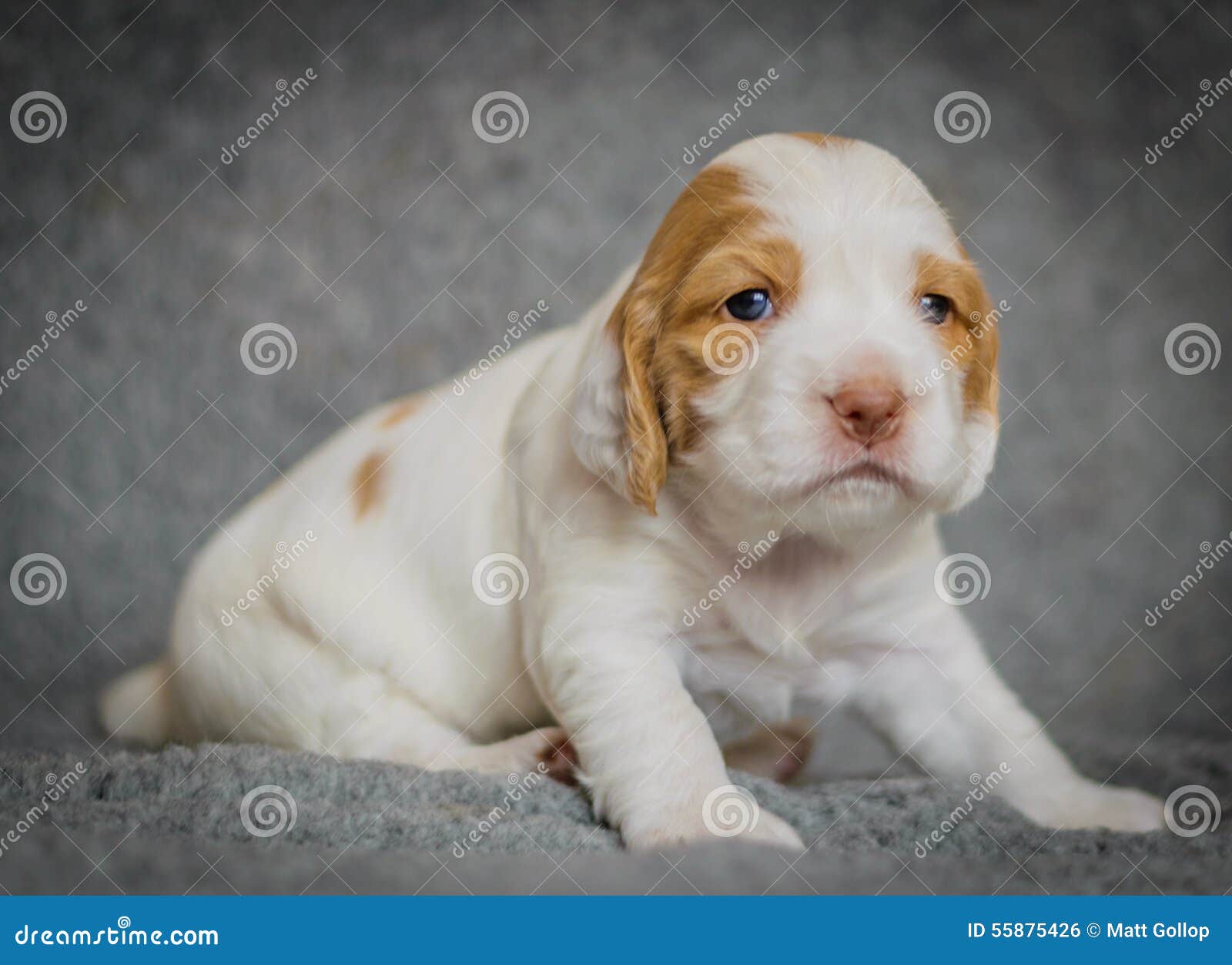 Adorable 4 Week Old Cocker Spaniel Puppies Stock Photo - Image of breed ...