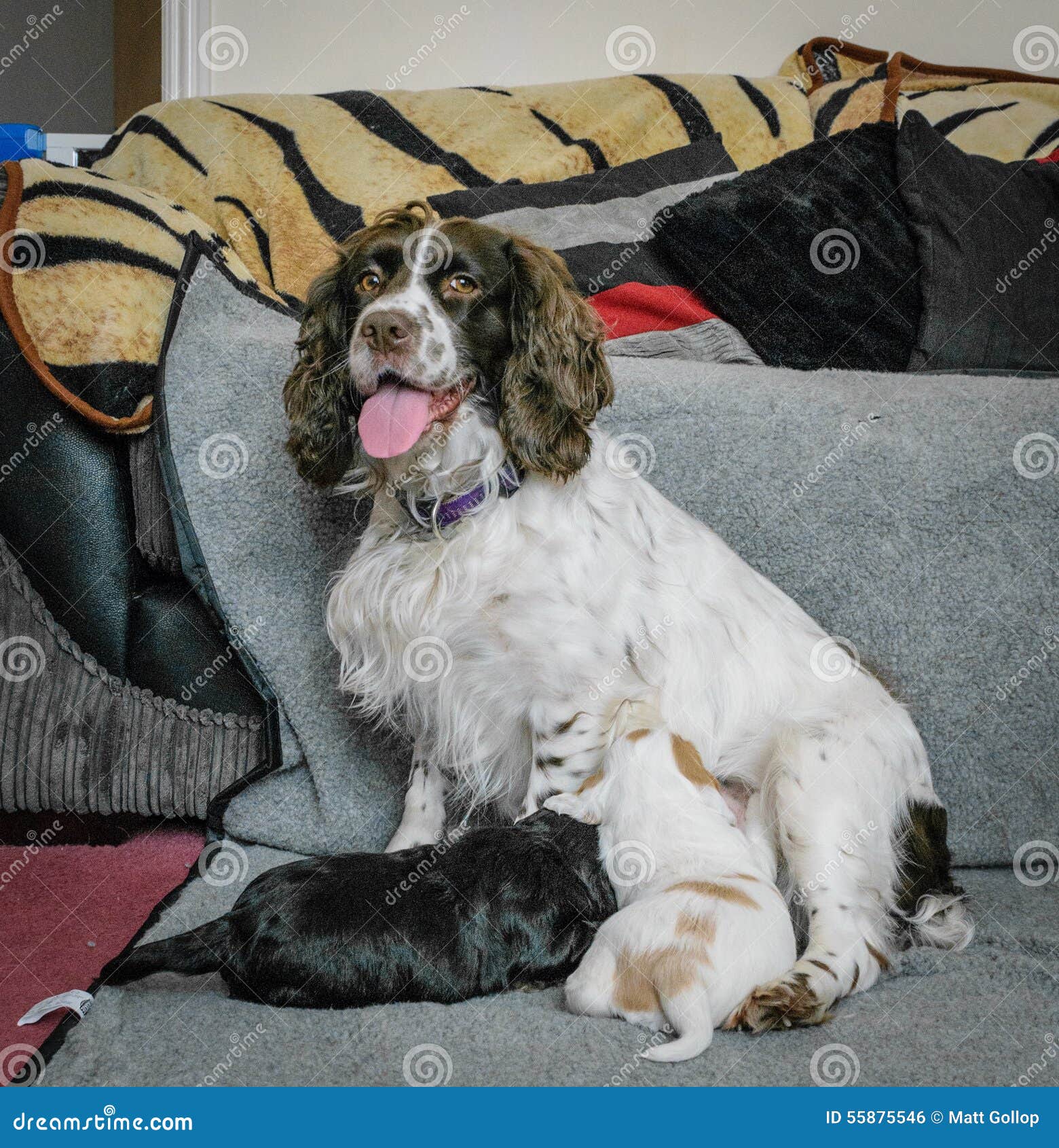 Adorable 4 Week Old Cocker Spaniel Puppies Stock Photo - Image of ...
