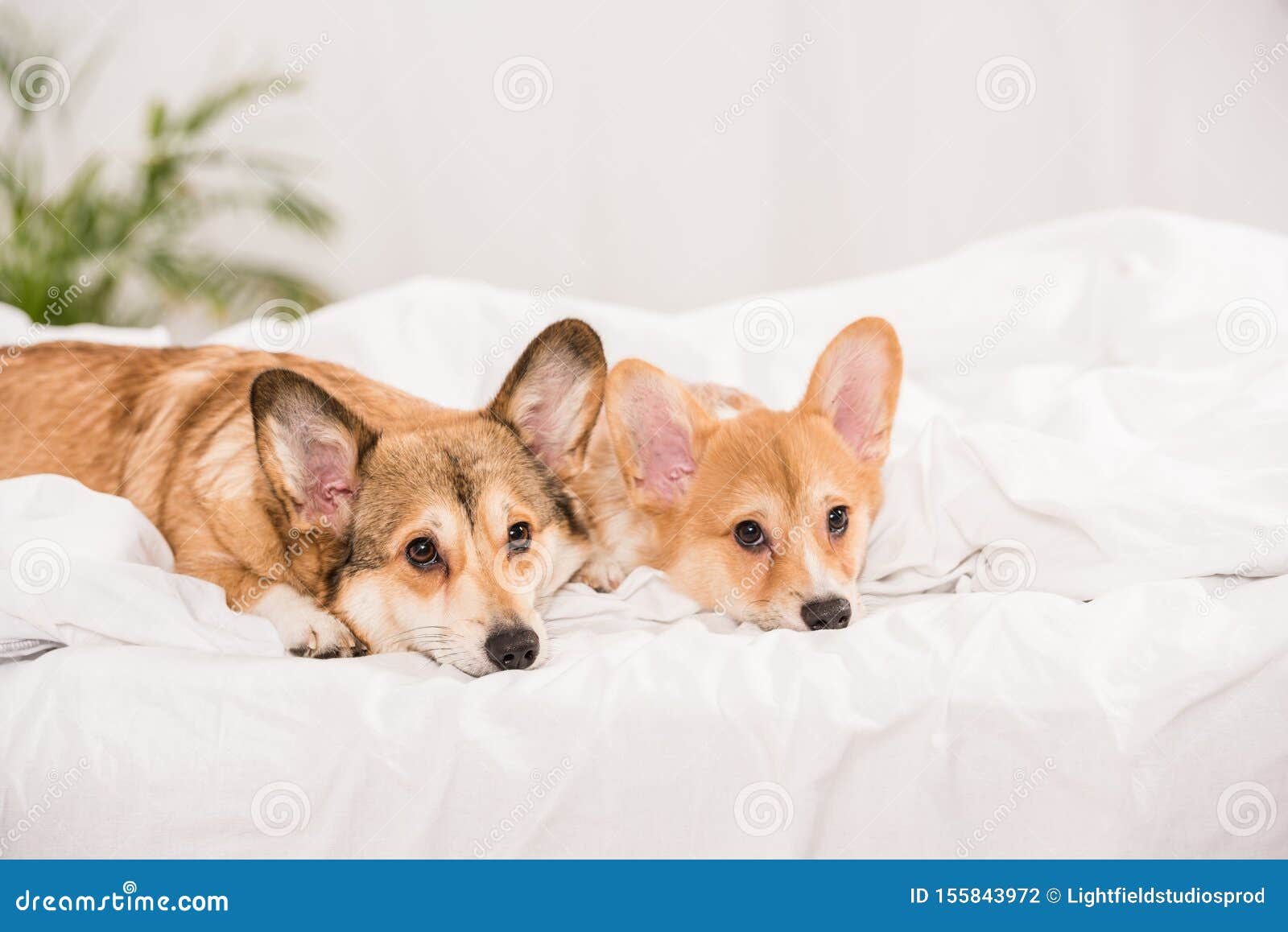 Adorable Welsh Corgi Dogs Lying in Bed and Looking at Camera Stock ...