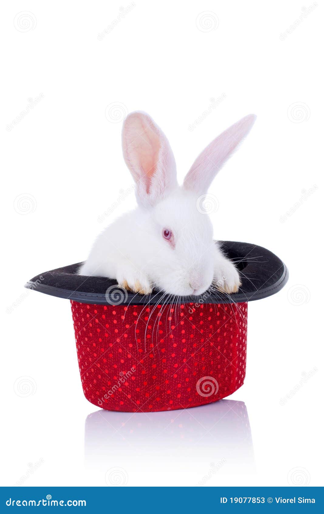 Adorable White Bunny Standing in a Red Hat Stock Image - Image of farm ...