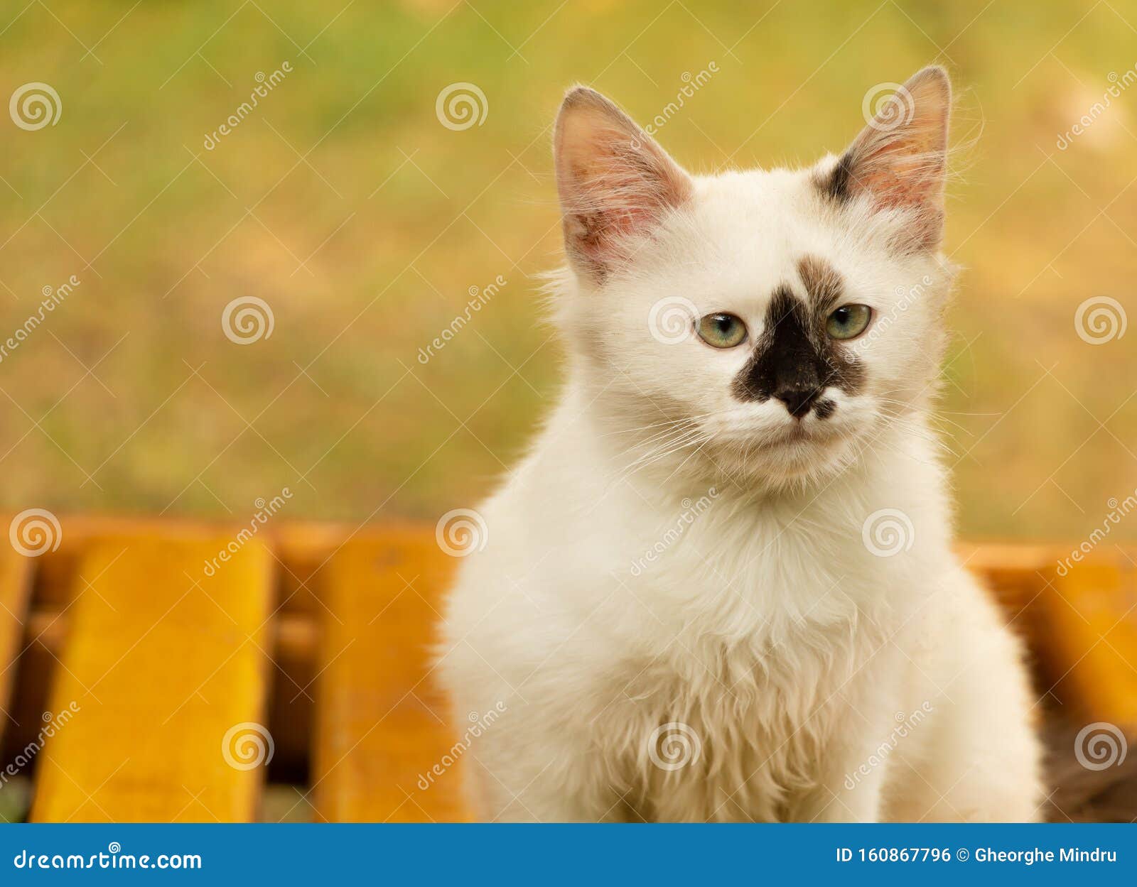 An Adorable White Cat with Black Color on the Head Stock Photo - Image ...