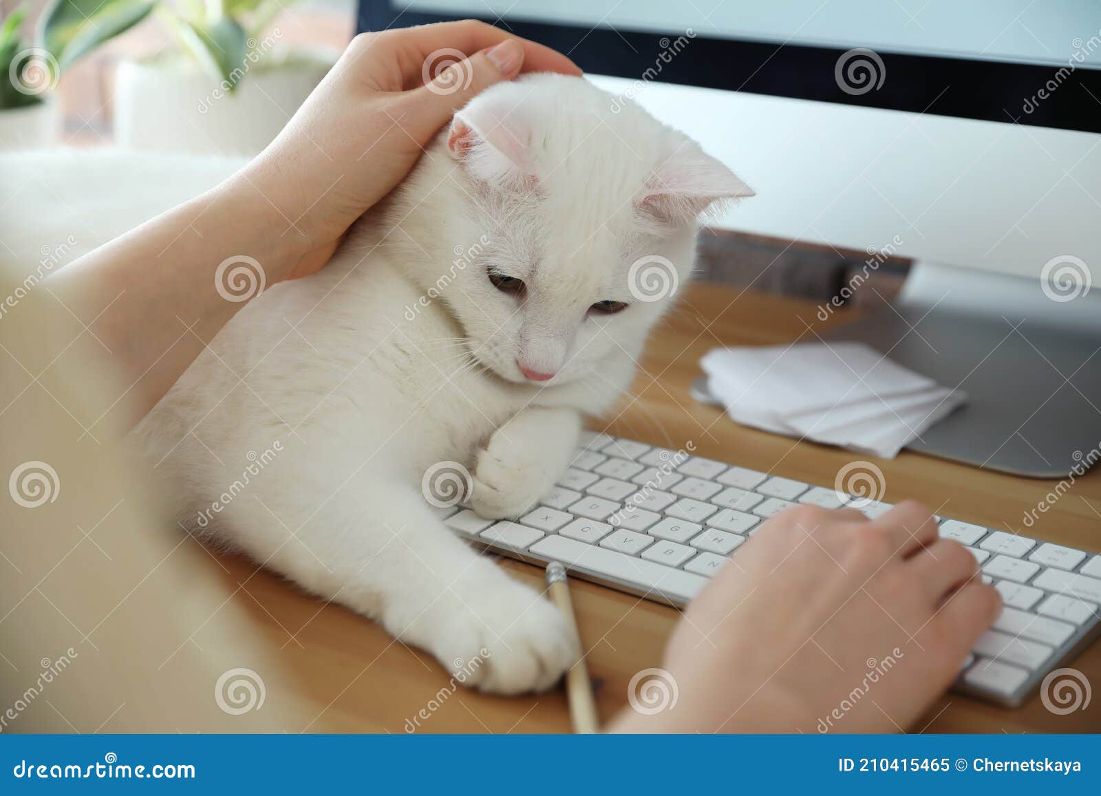 Adorable White Cat Lying on Keyboard and Distracting Owner from Work ...