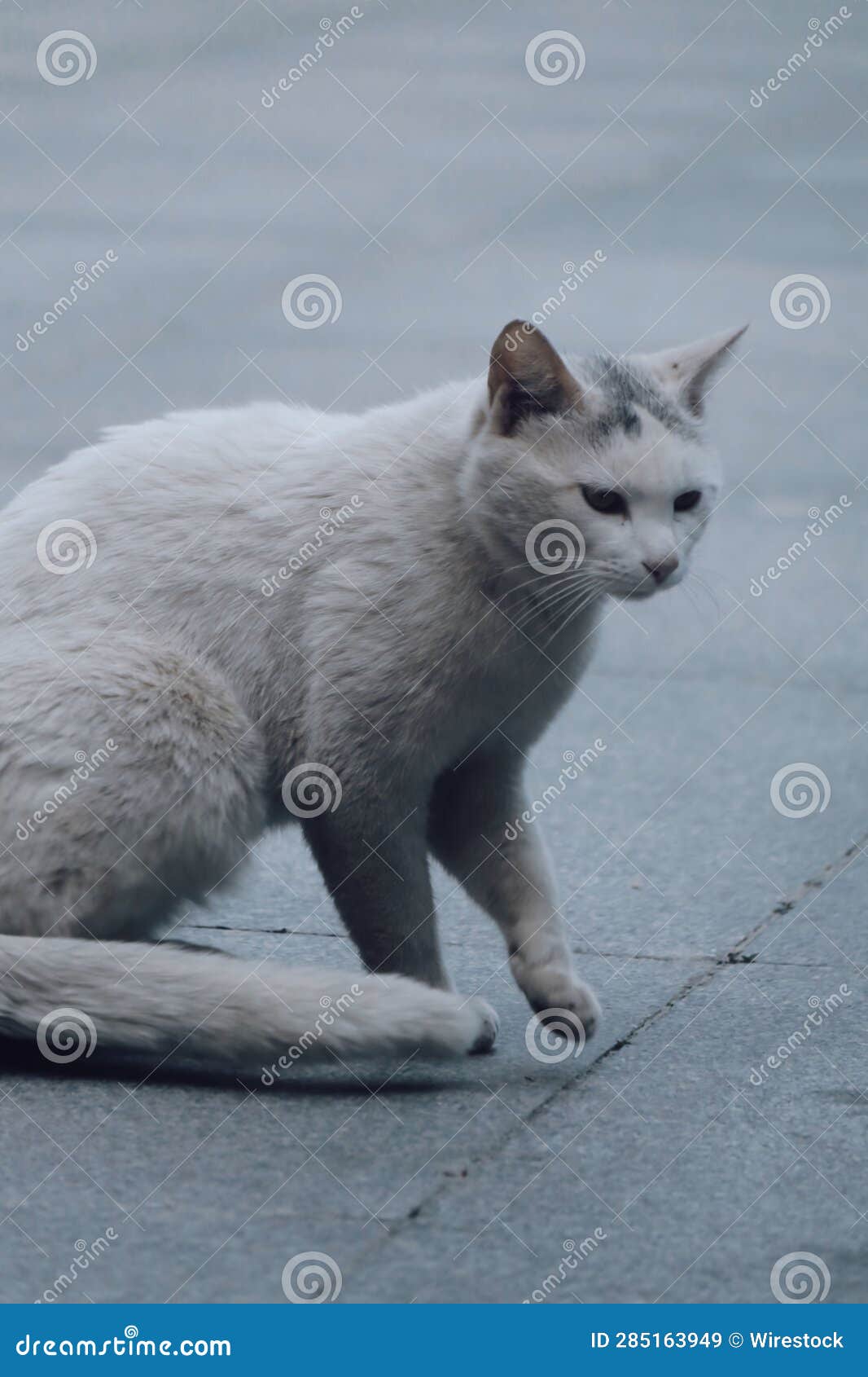 Adorable White Cat is Perched Atop a Concrete Surface, Looking Off into ...