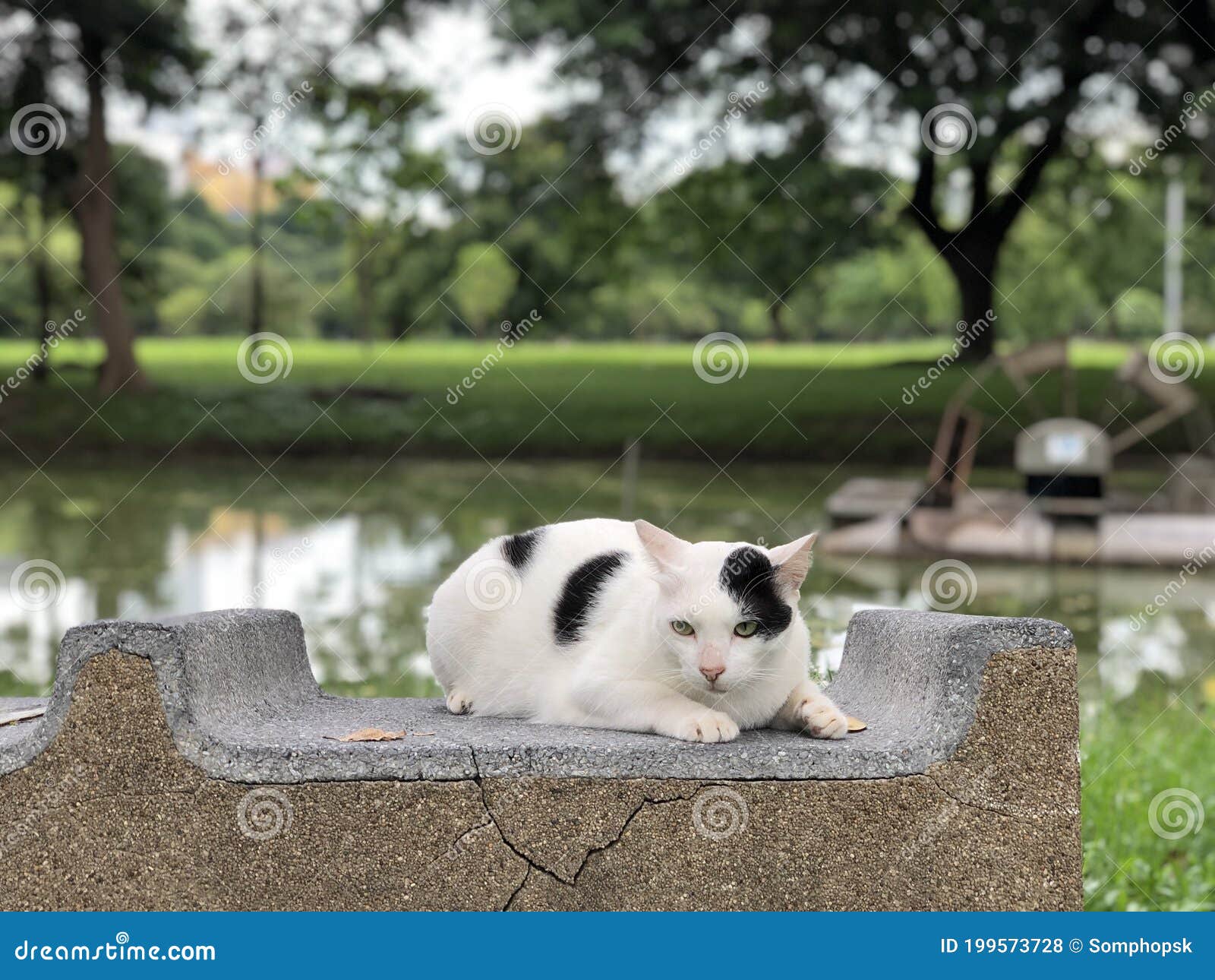 White cat sit on the bench stock photo. Image of kitty - 199573728