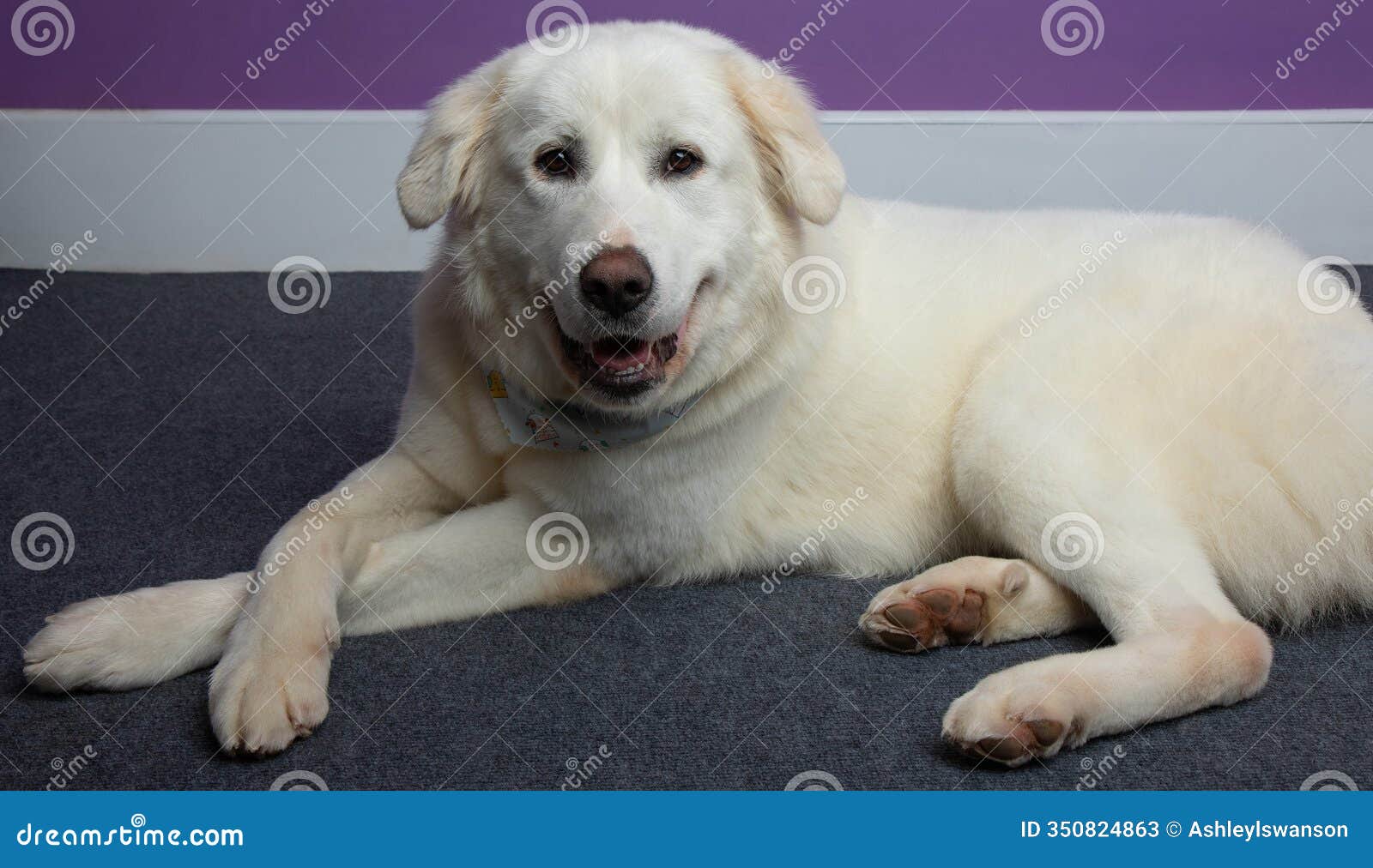 White Great Pyrenees Lying Down Paws Crossed Portrait Stock Image ...
