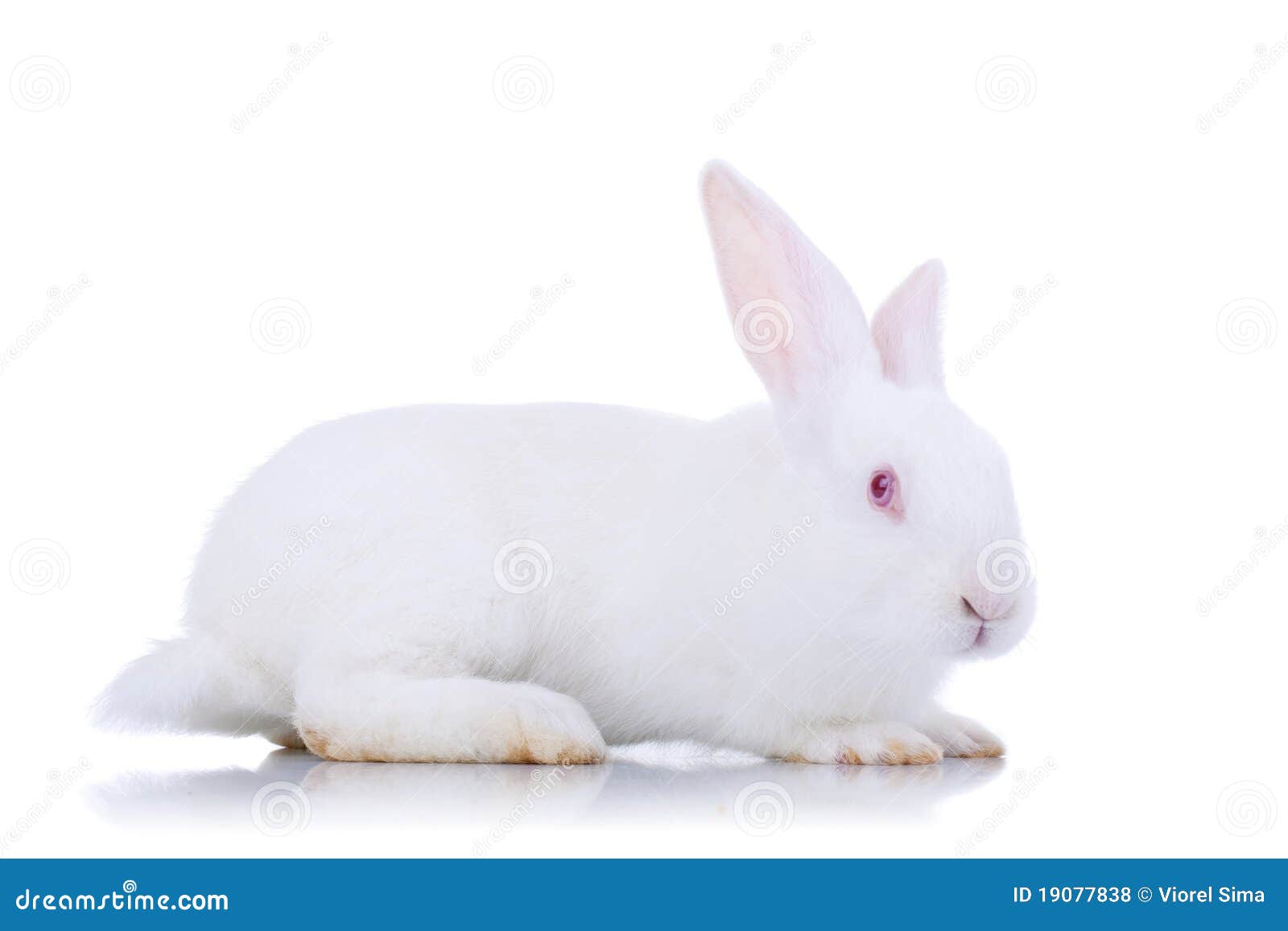 Adorable white rabbit. stock photo. Image of white, bunny - 19077838