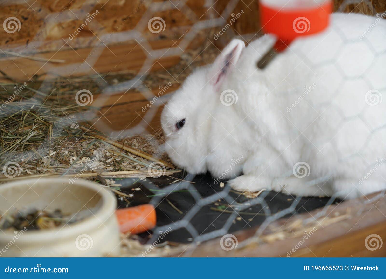 Adorable White Rabbit in a Cage Stock Image - Image of adorable, fluffy ...